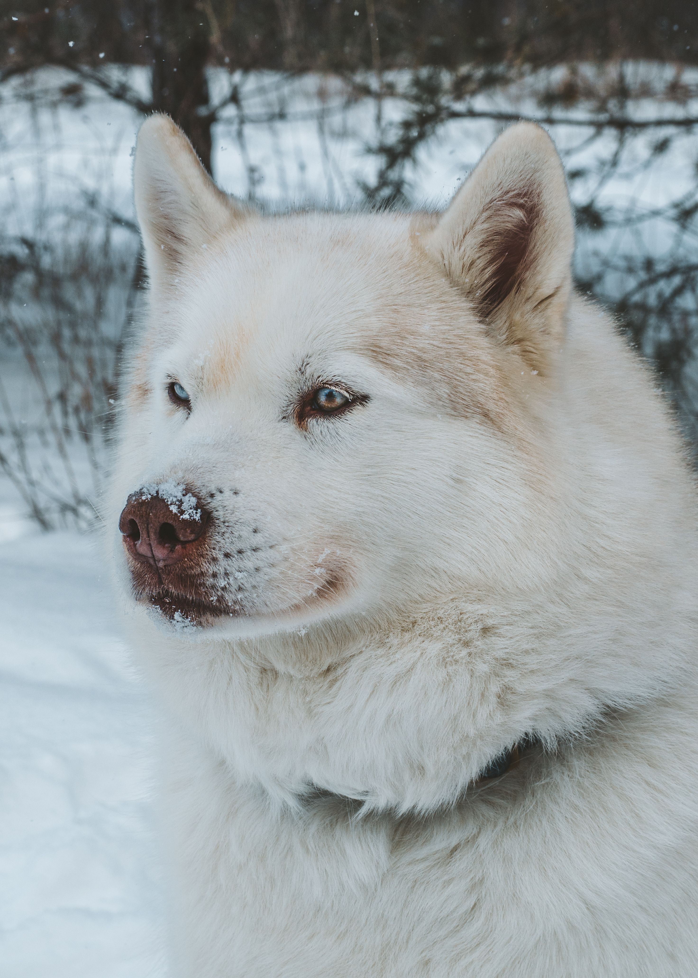 Husky Snow Nose Photos, Download The BEST Free Husky Snow Nose Stock ...