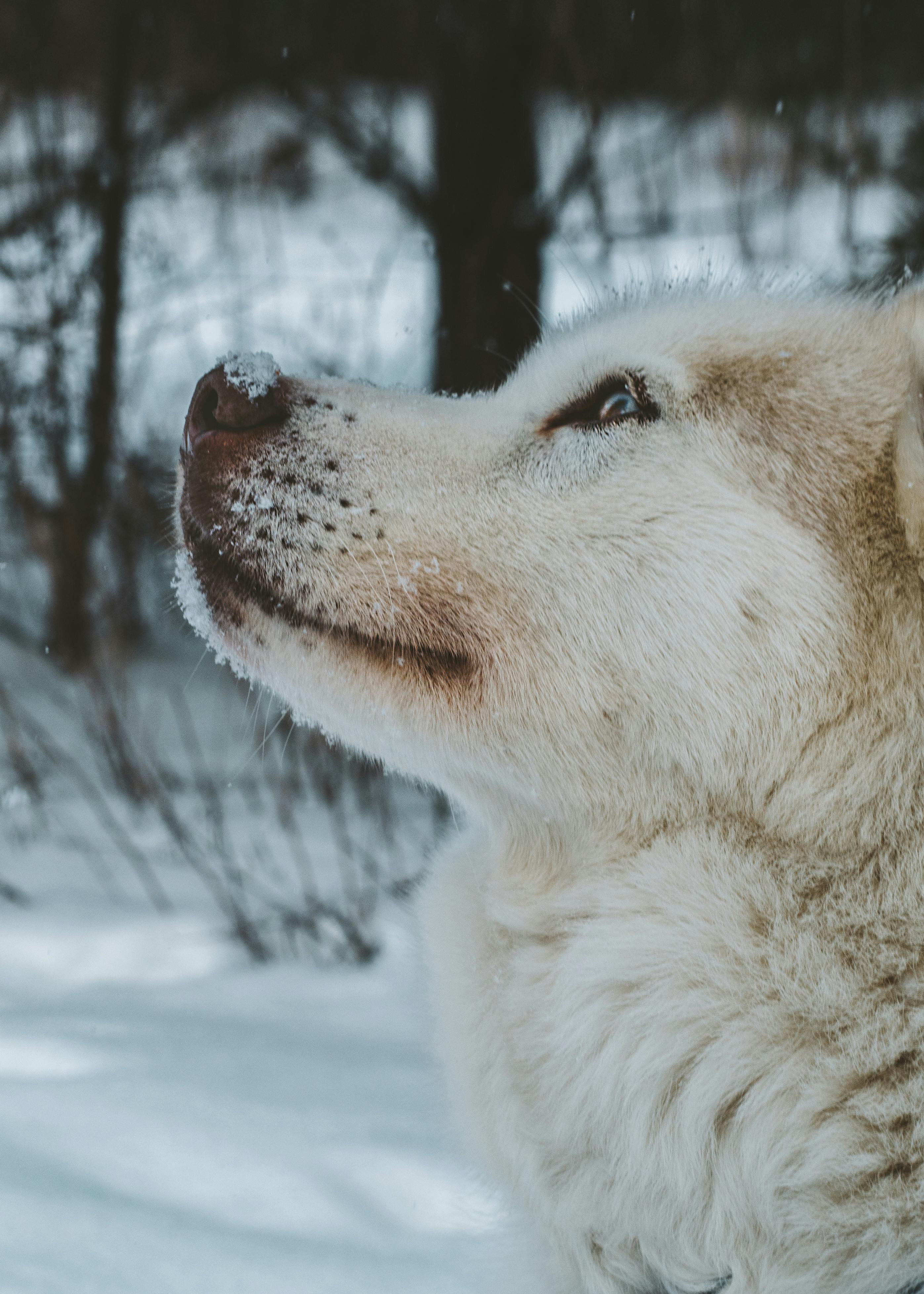 Short-coat Brown Dog Lying on Snow · Free Stock Photo