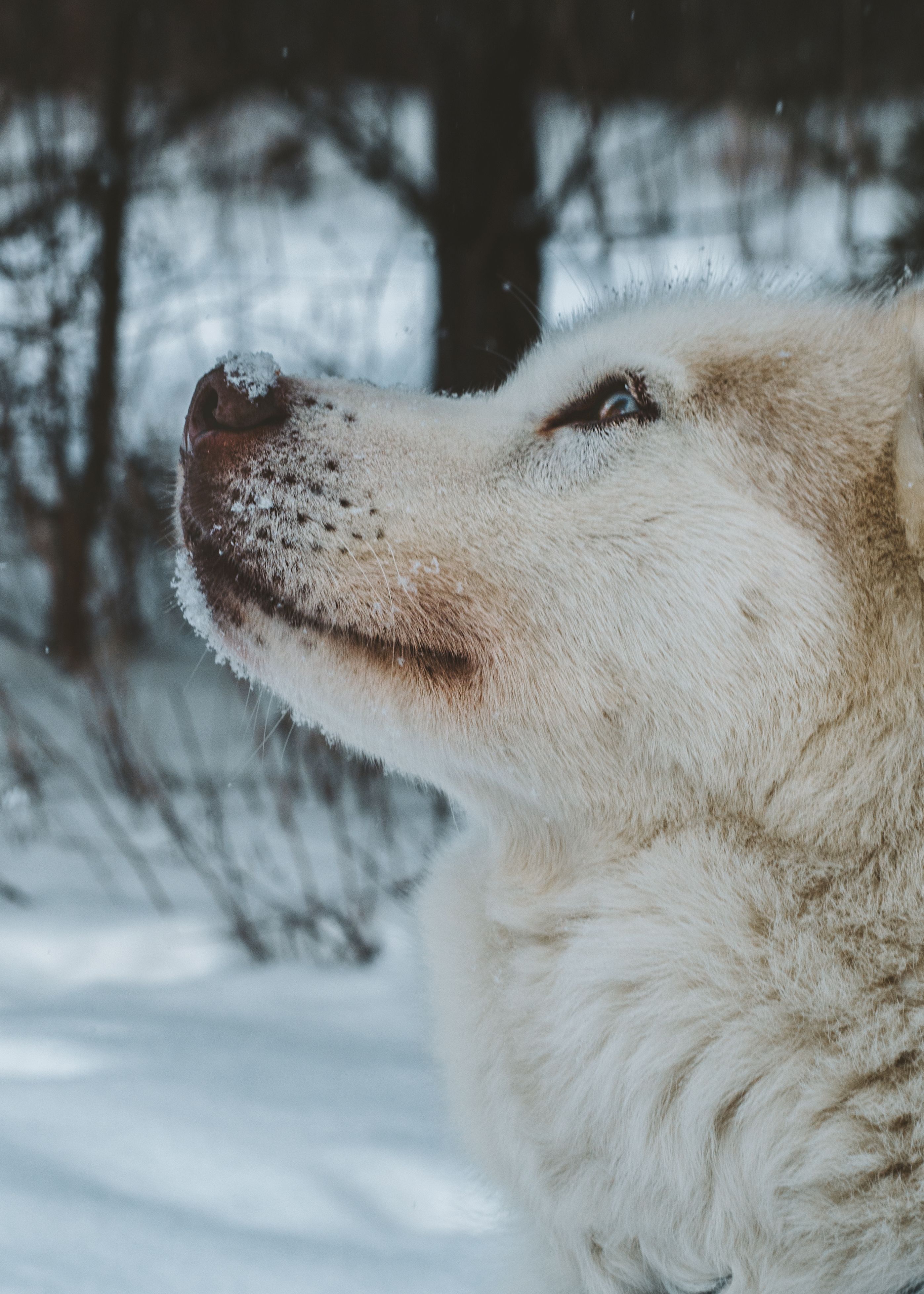 Close-up of a Dog with White Fur Outdoors in Snow · Free Stock Photo