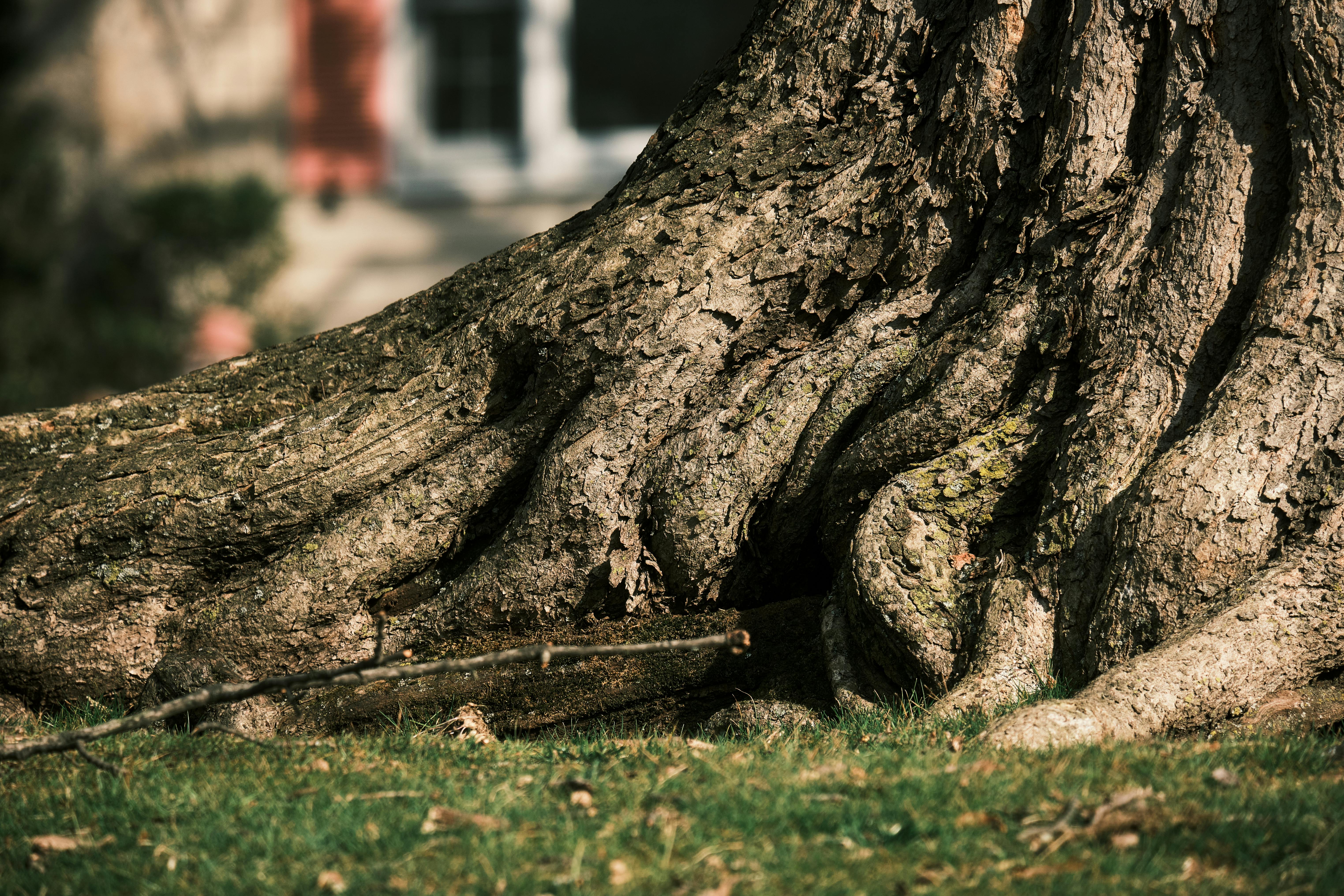 Close-up of the Bottom of a Large Tree Trunk · Free Stock Photo