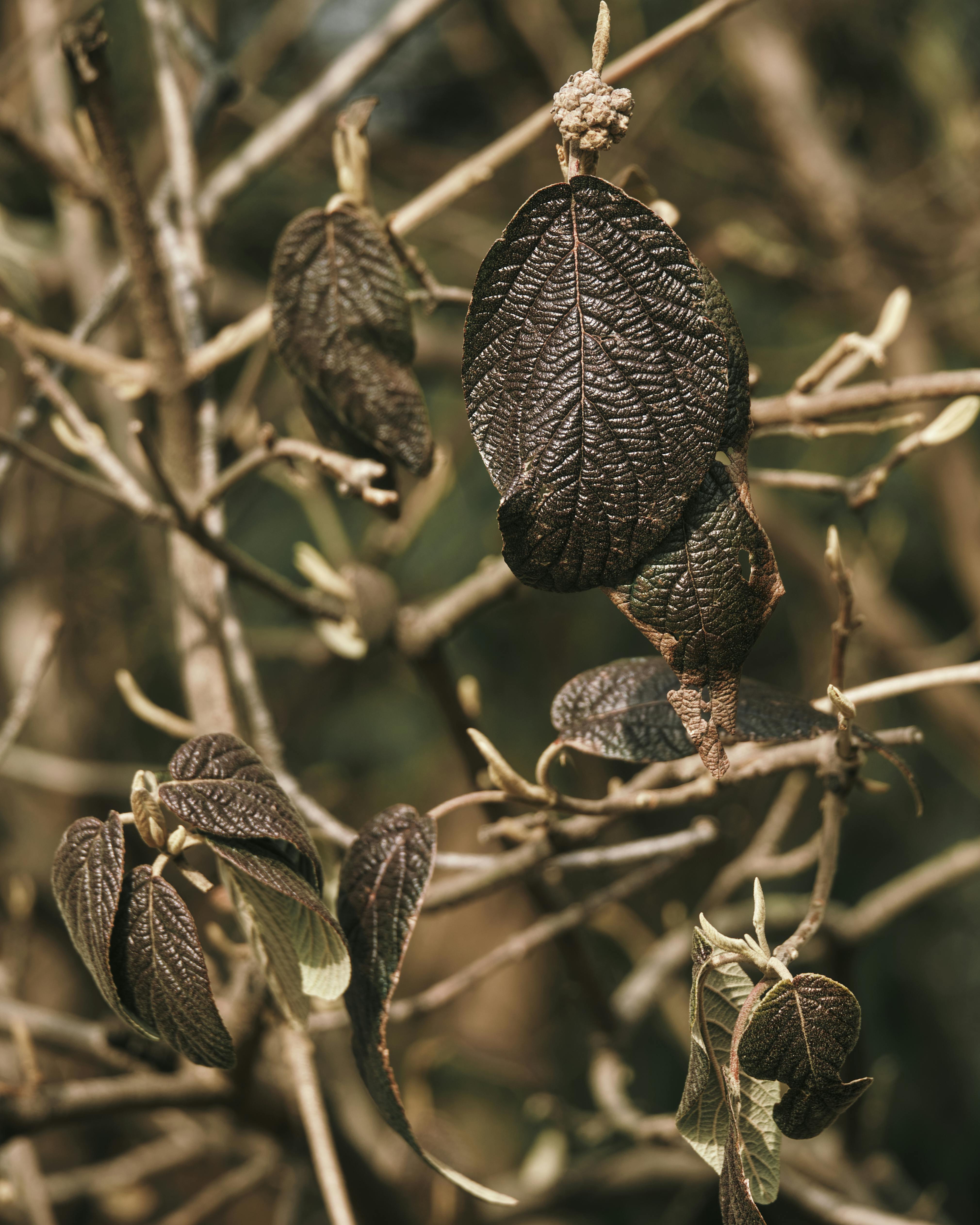 Dark Leaves on Twigs · Free Stock Photo