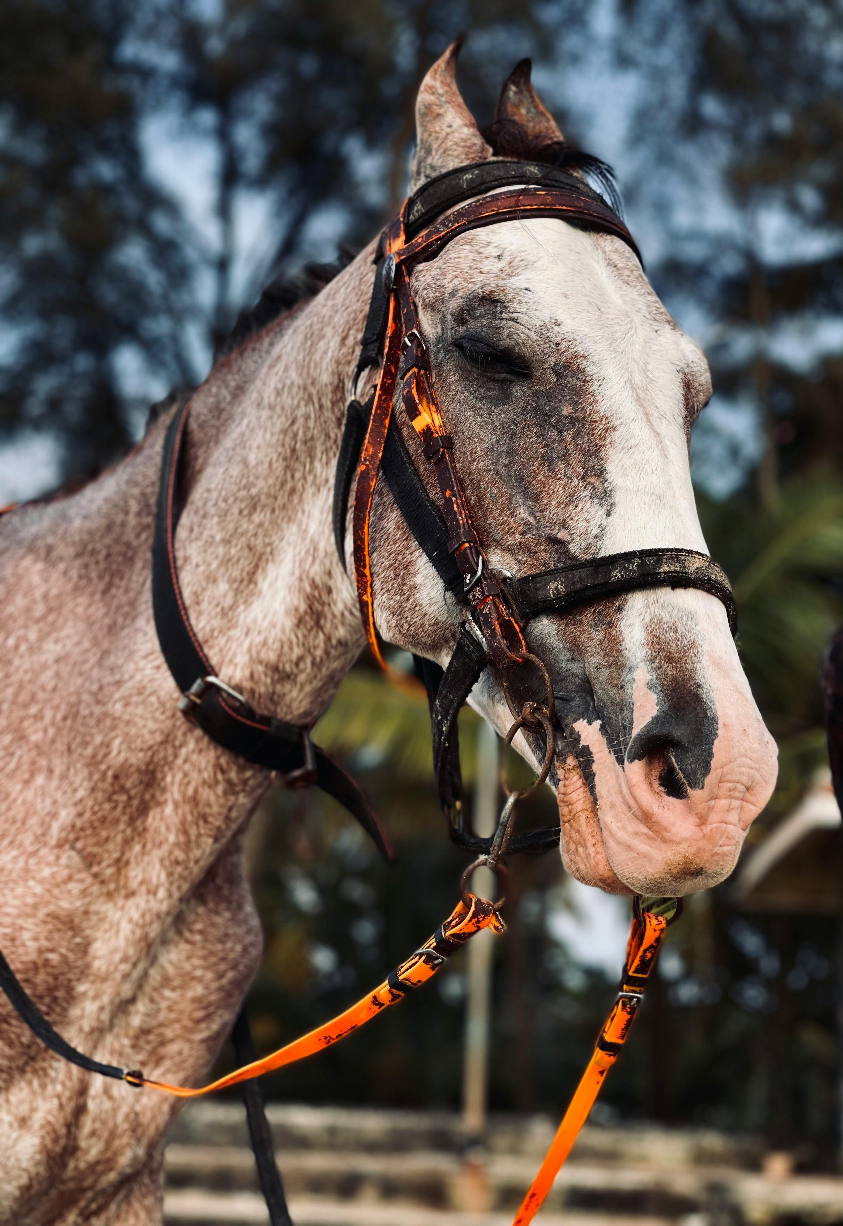 Head of a Horse with a Bridle · Free Stock Photo