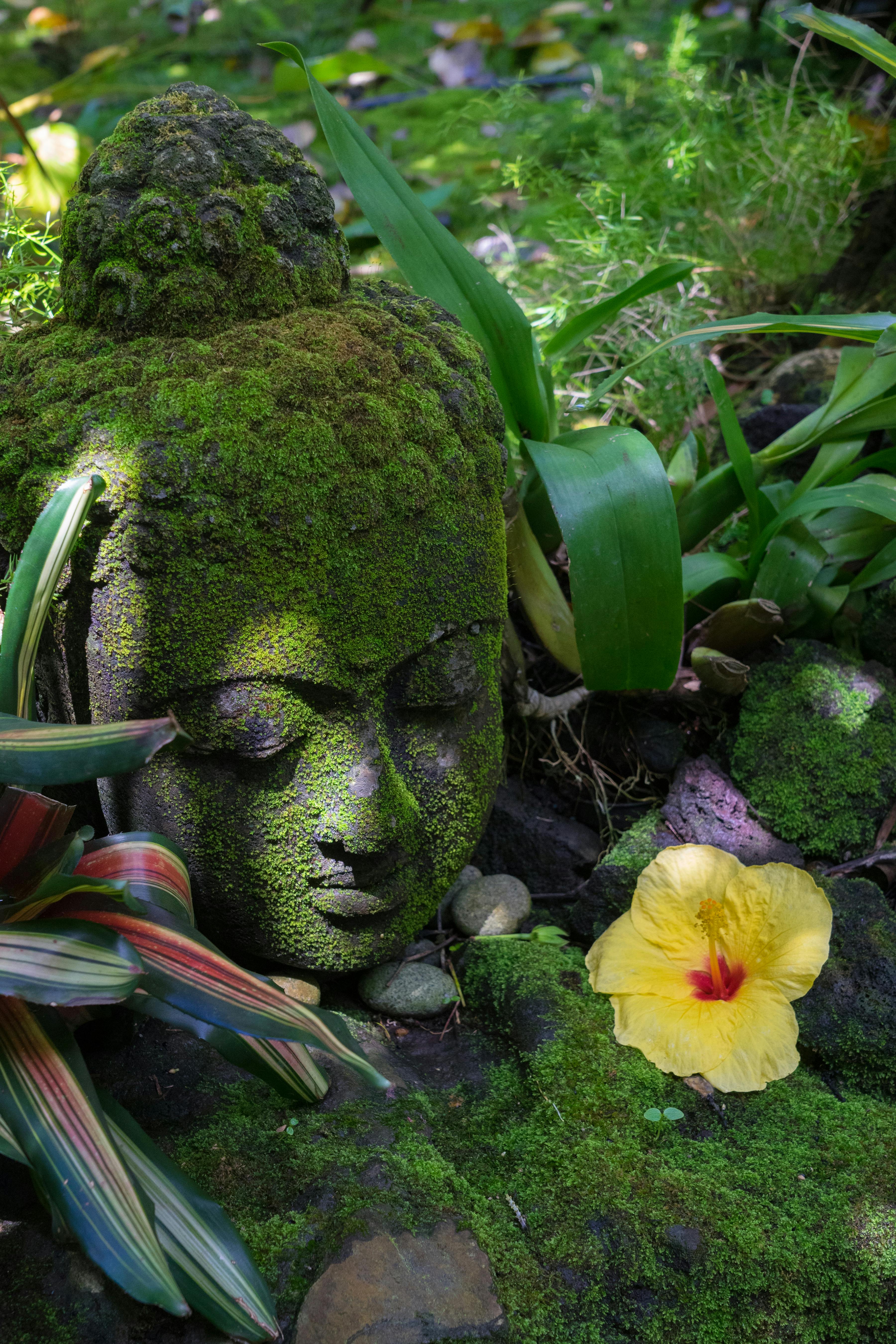 A Statue Covered in Moss · Free Stock Photo