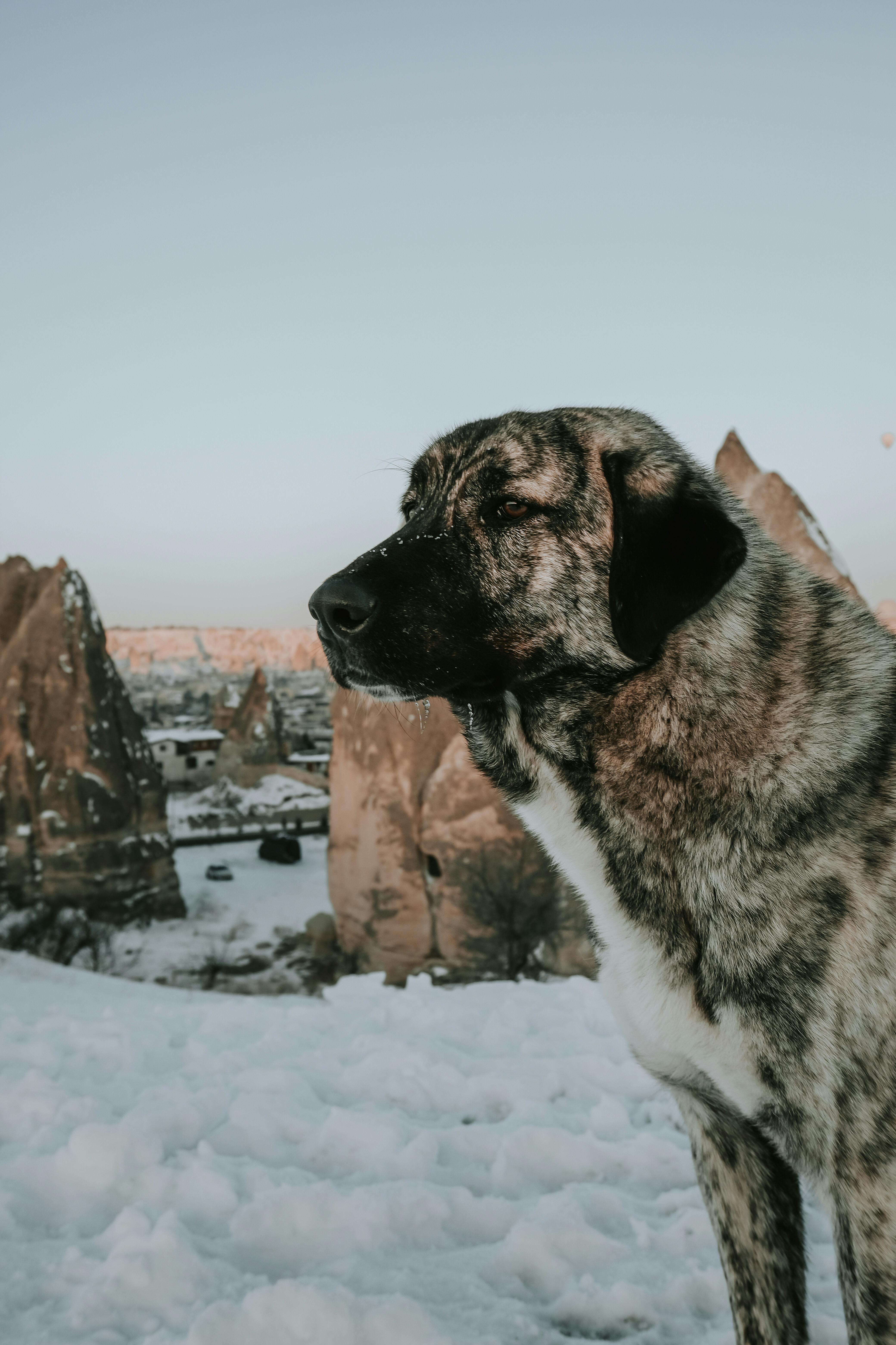 Adult Fawn Kangal · Free Stock Photo