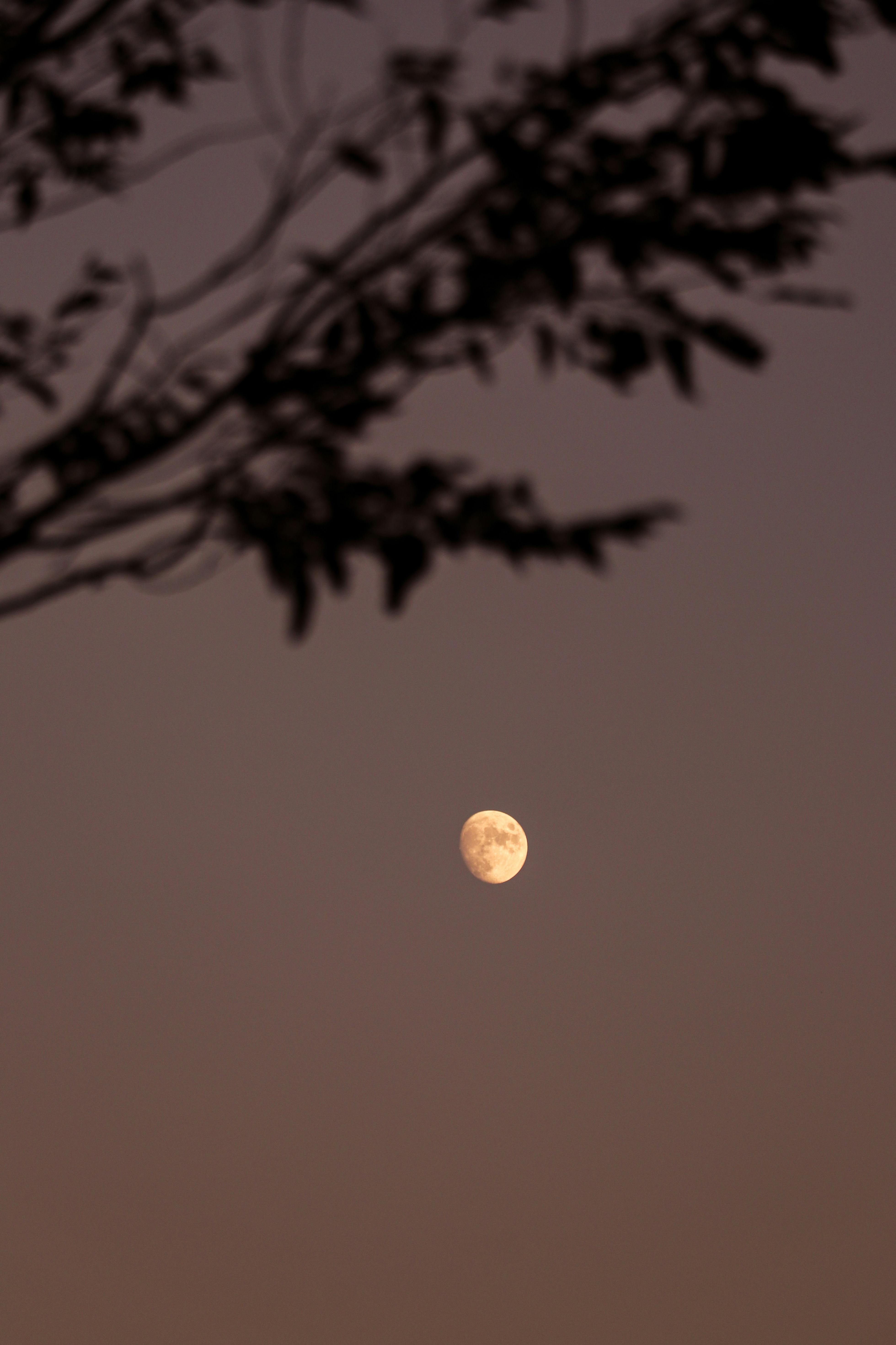 Trippy Moon Photos, Download The BEST Free Trippy Moon Stock Photos ...