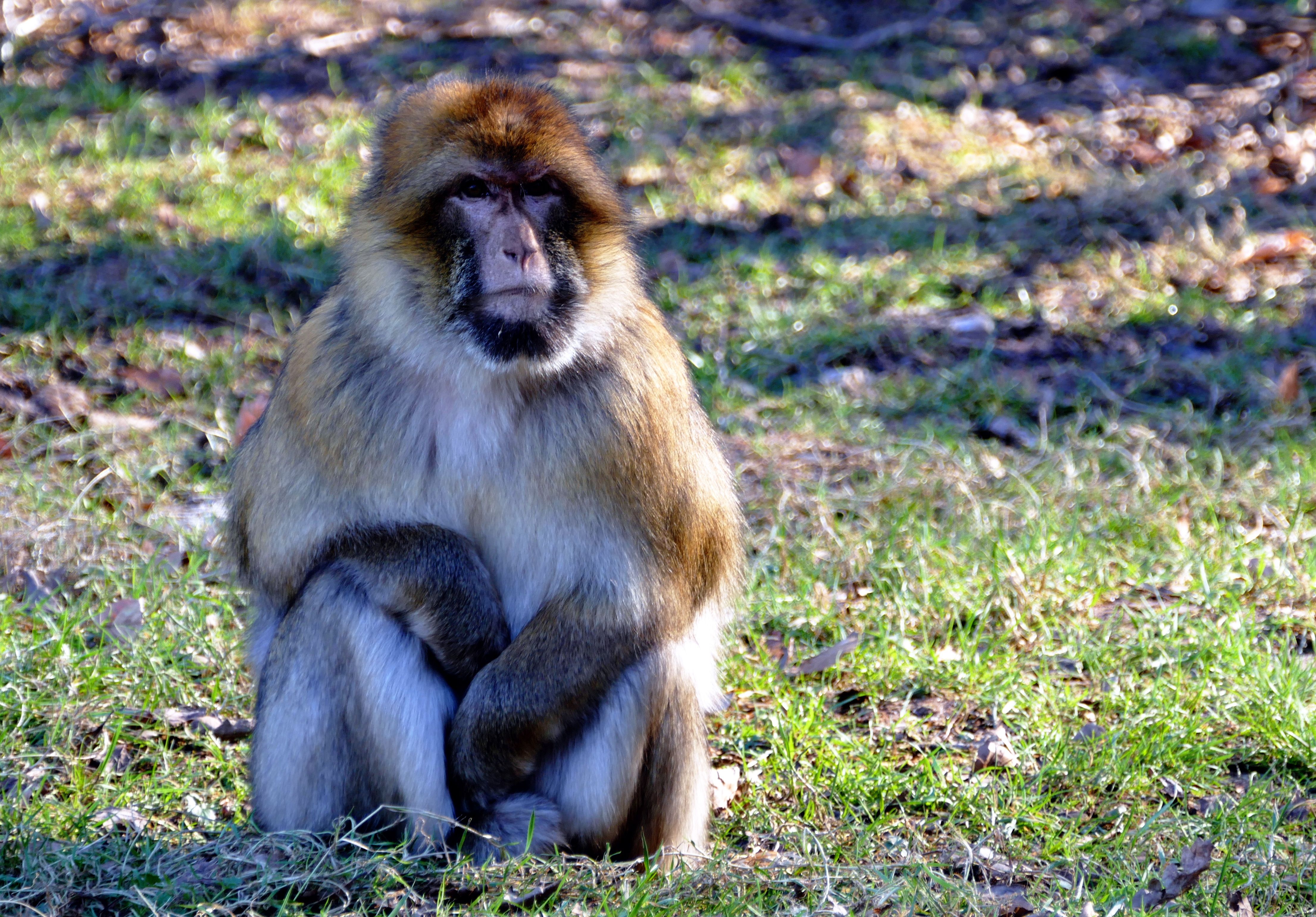 Brown Monkey Holding Black Metal Bar · Free Stock Photo