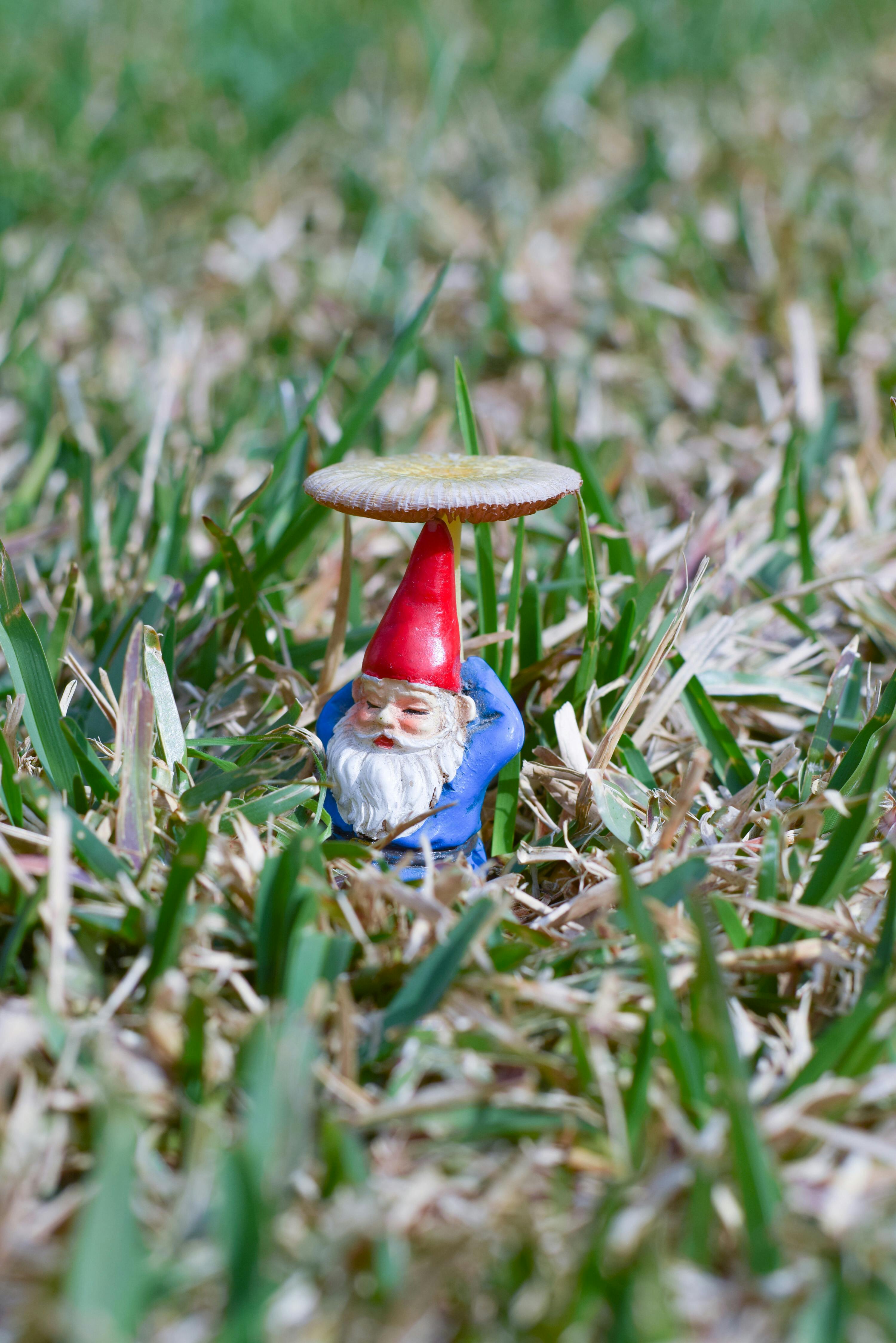 Gnome Photos, Download The BEST Free Gnome Stock Photos & HD Images