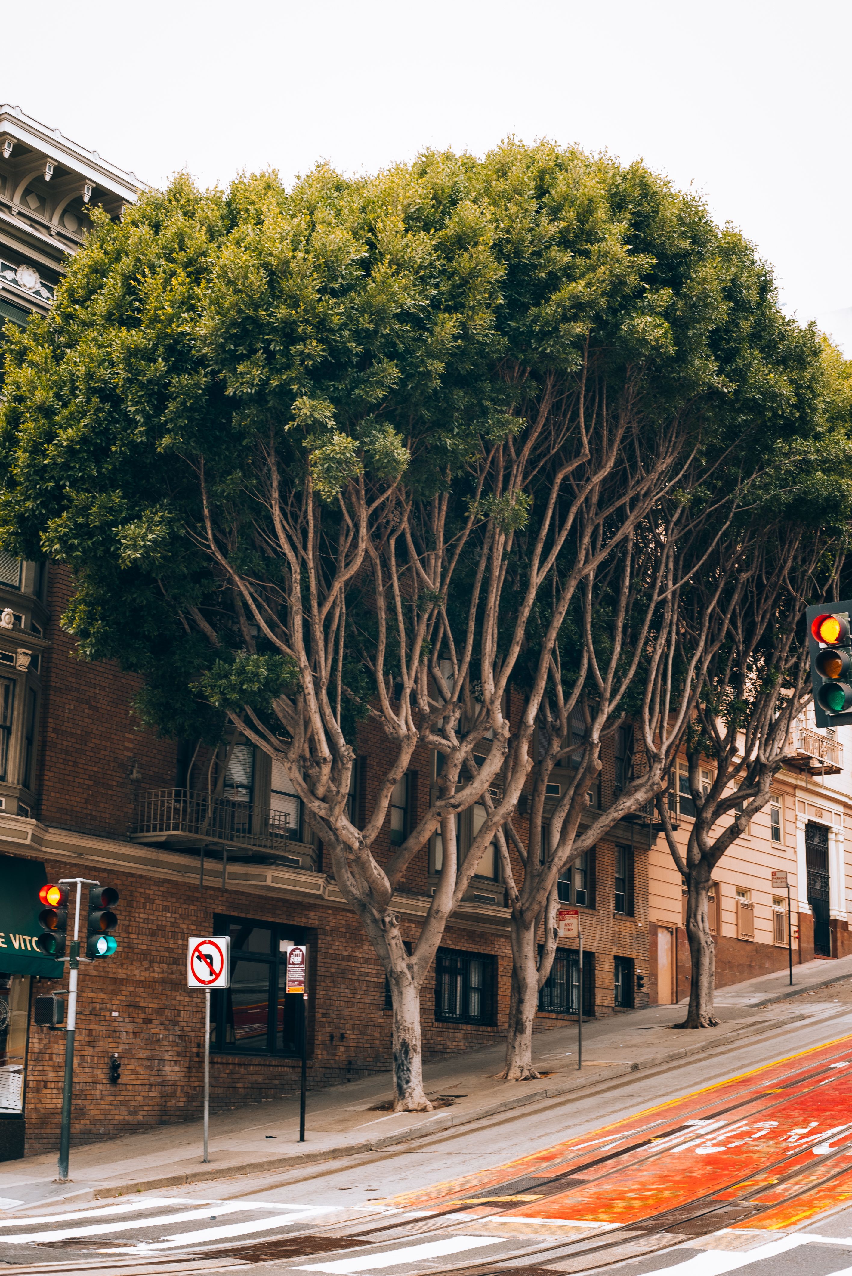 A street with trees and a building in the background · Free Stock Photo