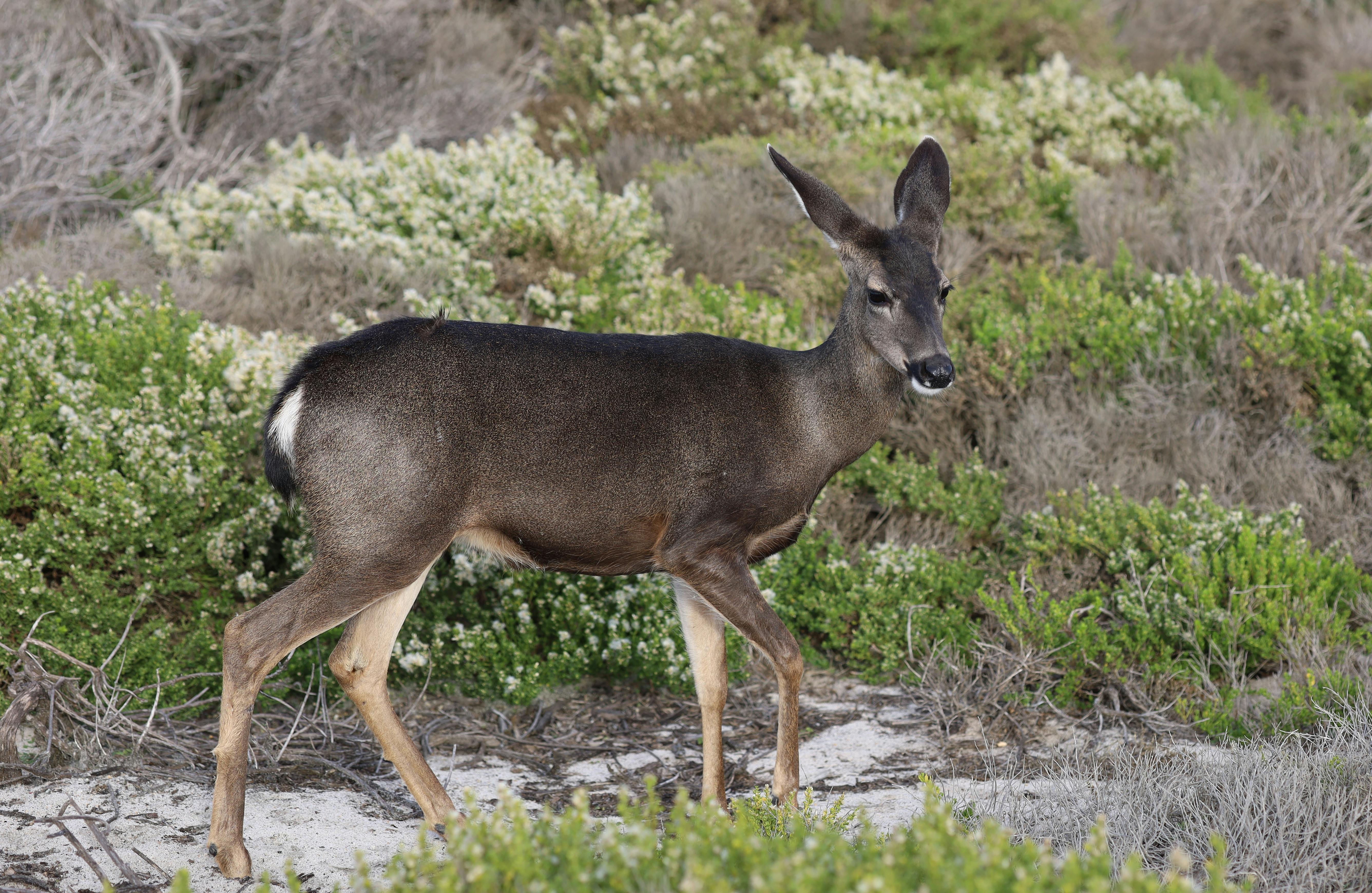Deer in Nature · Free Stock Photo