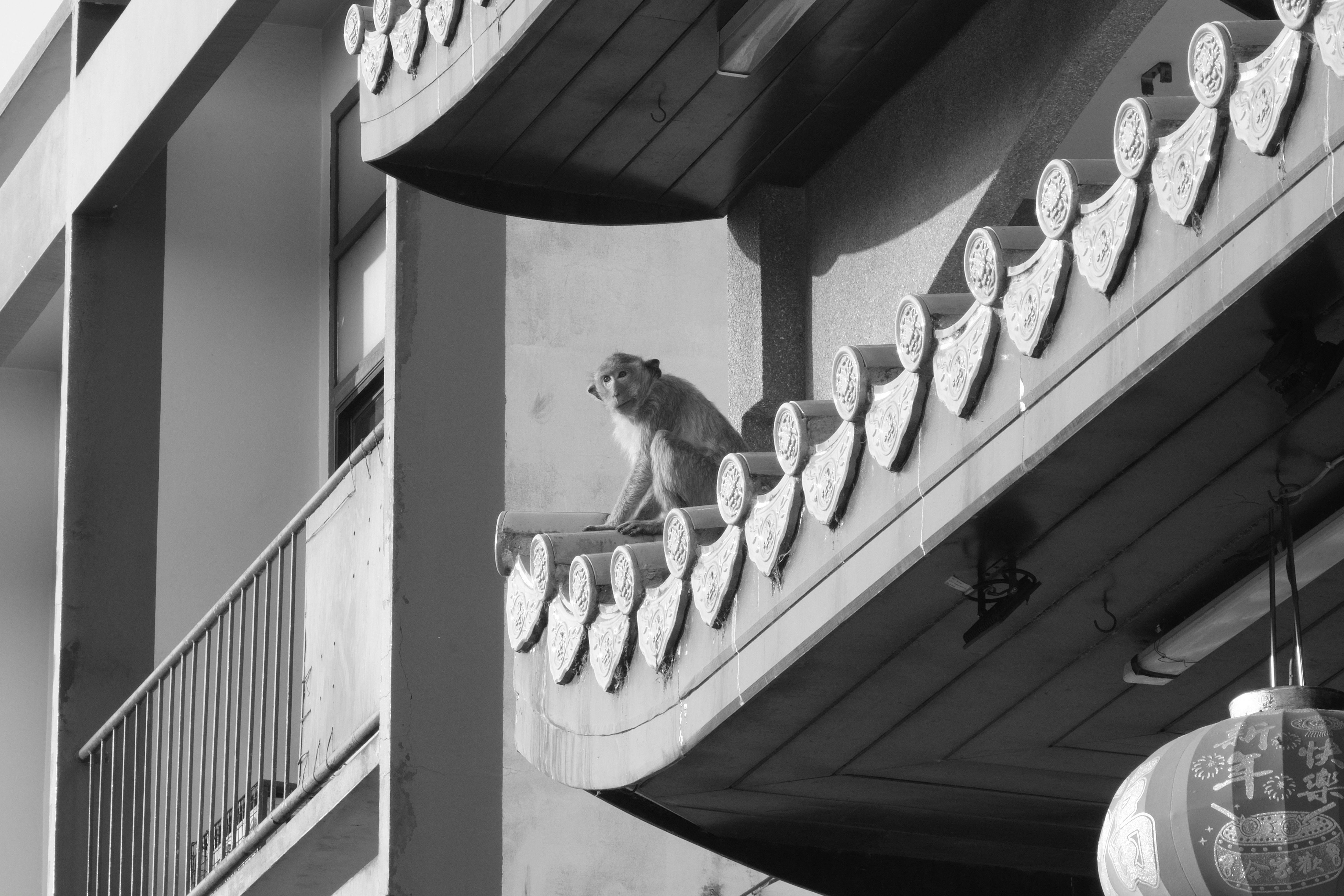 Monkey Sitting on Roof · Free Stock Photo