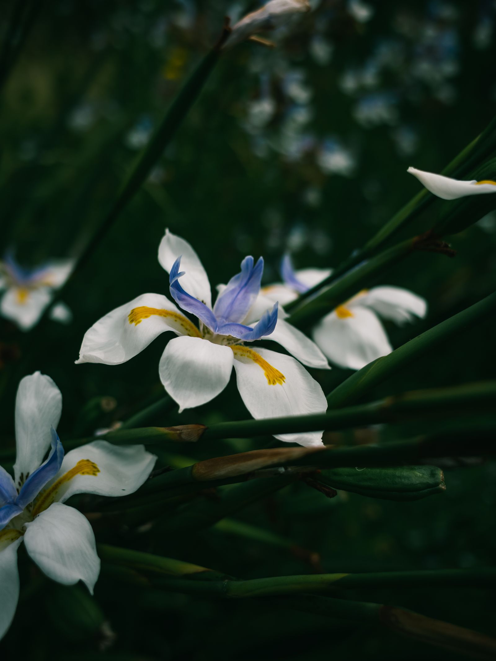 Fortnight Photos, Download The BEST Free Fortnight Stock Photos & HD Images