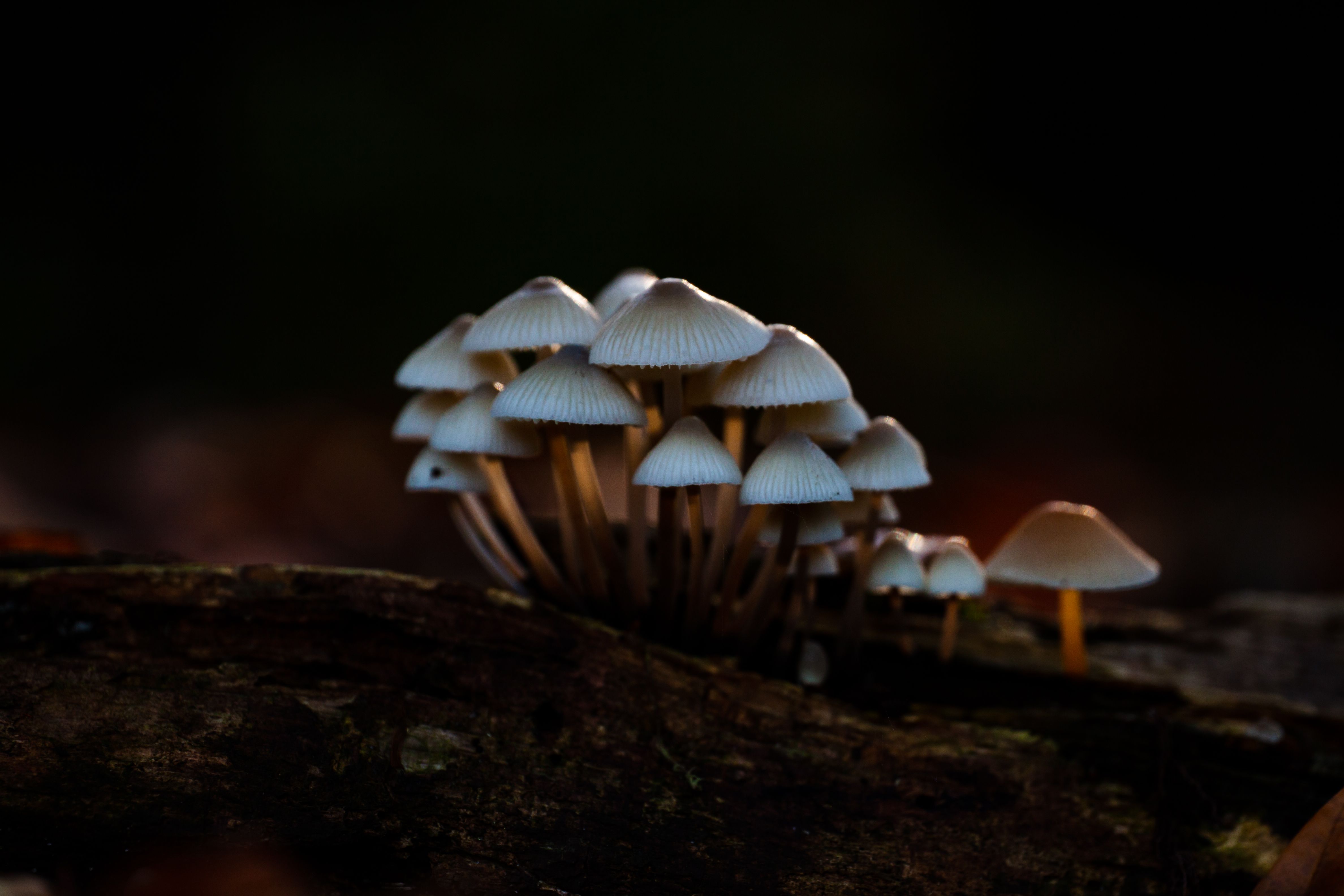 Fungi in Close Up · Free Stock Photo