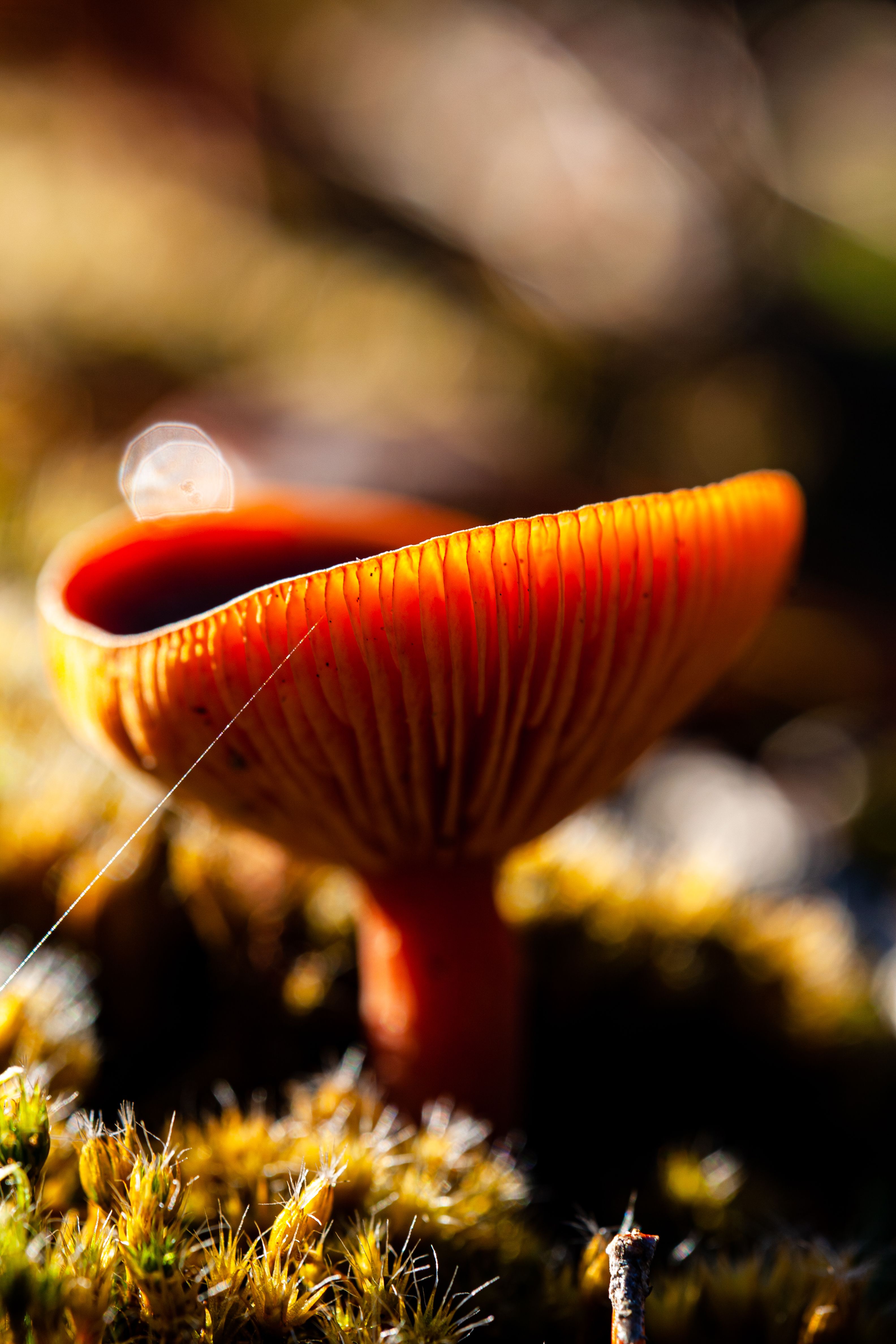Mushroom Images Photos, Download The BEST Free Mushroom Images Stock ...