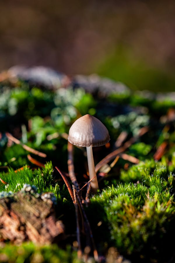 Mushroom Images Photos, Download The BEST Free Mushroom Images Stock ...