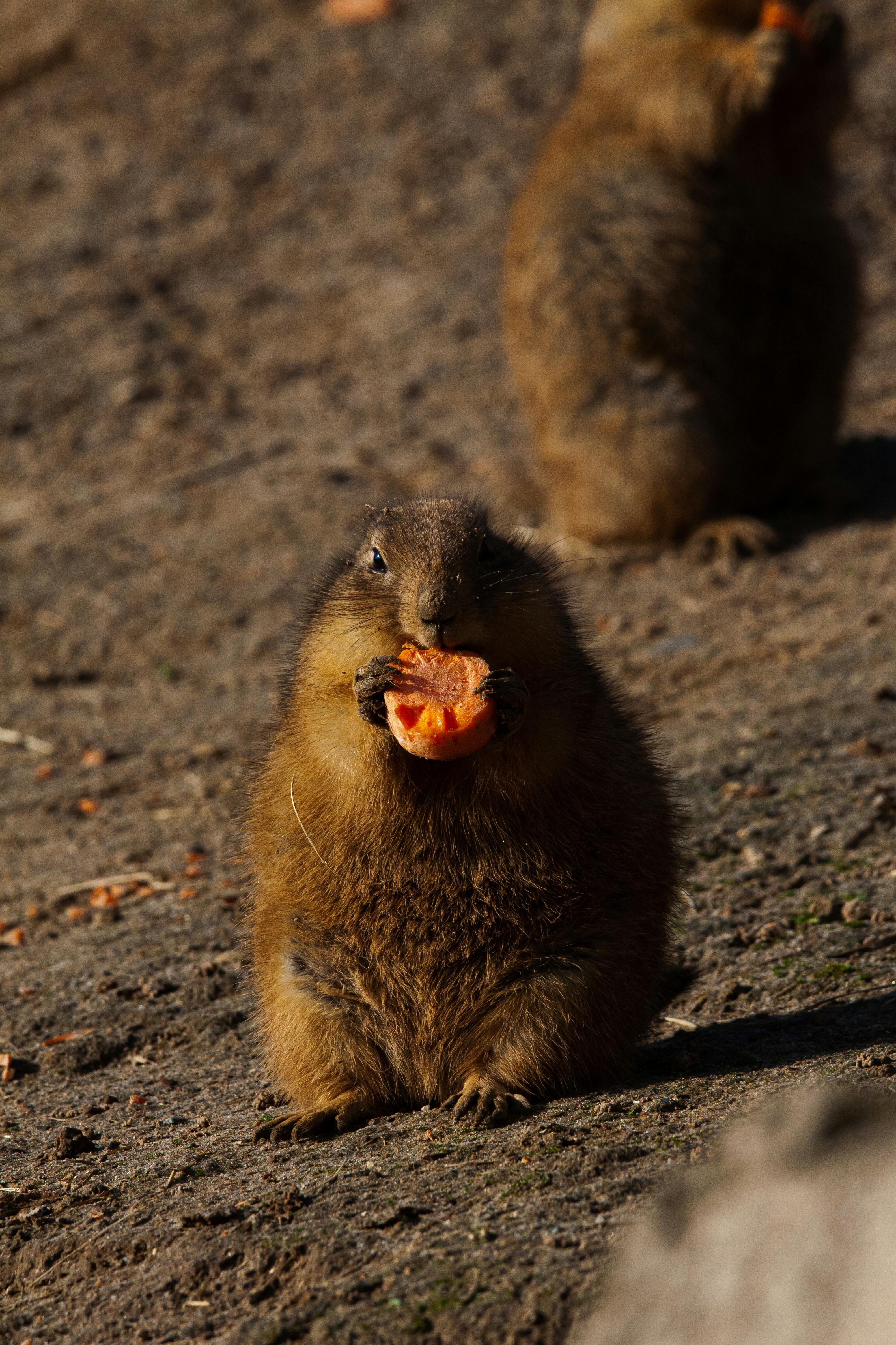 Brown and Gray Prairie Dog · Free Stock Photo