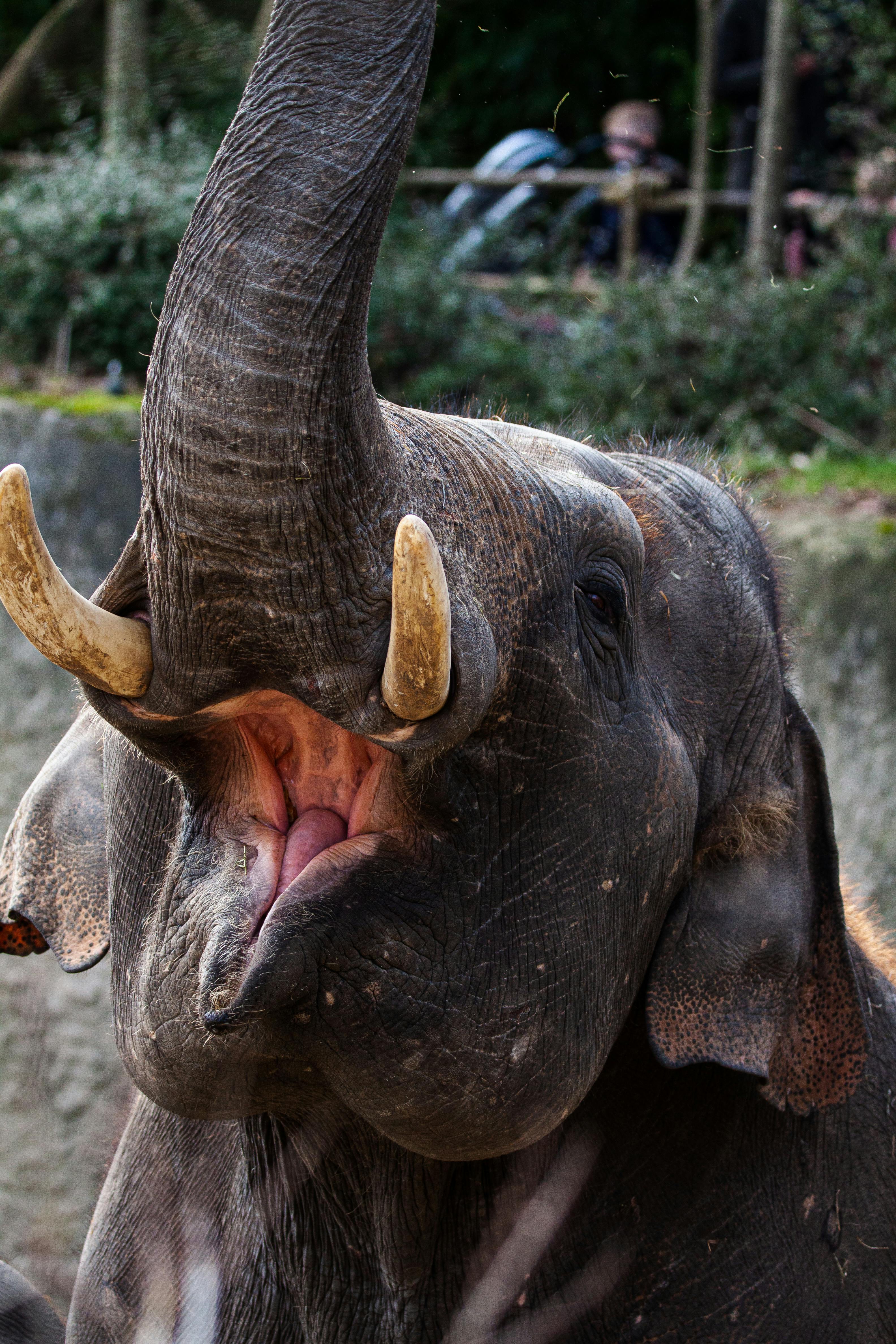 Close up of Elephant Head · Free Stock Photo