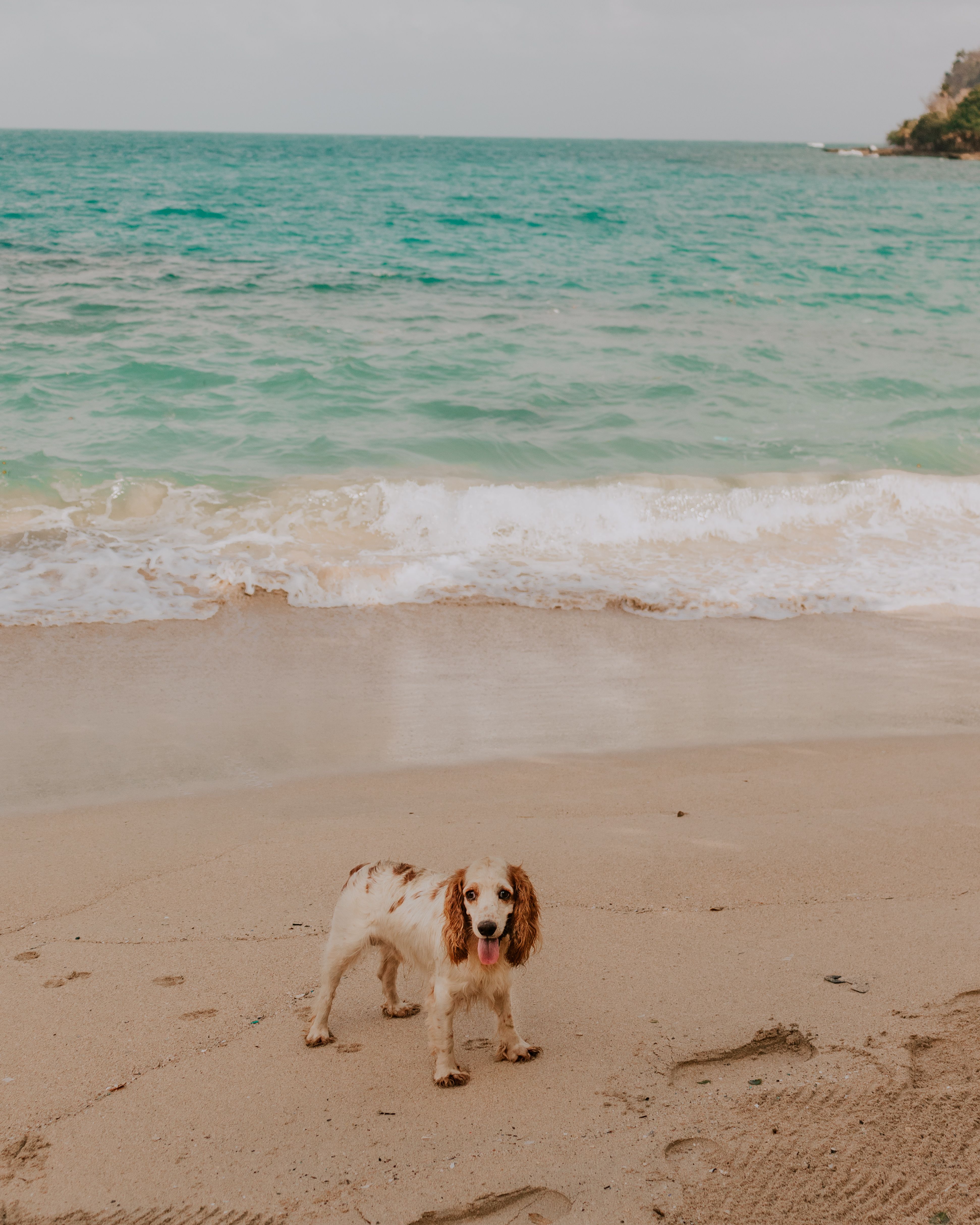 Dog on Seashore · Free Stock Photo