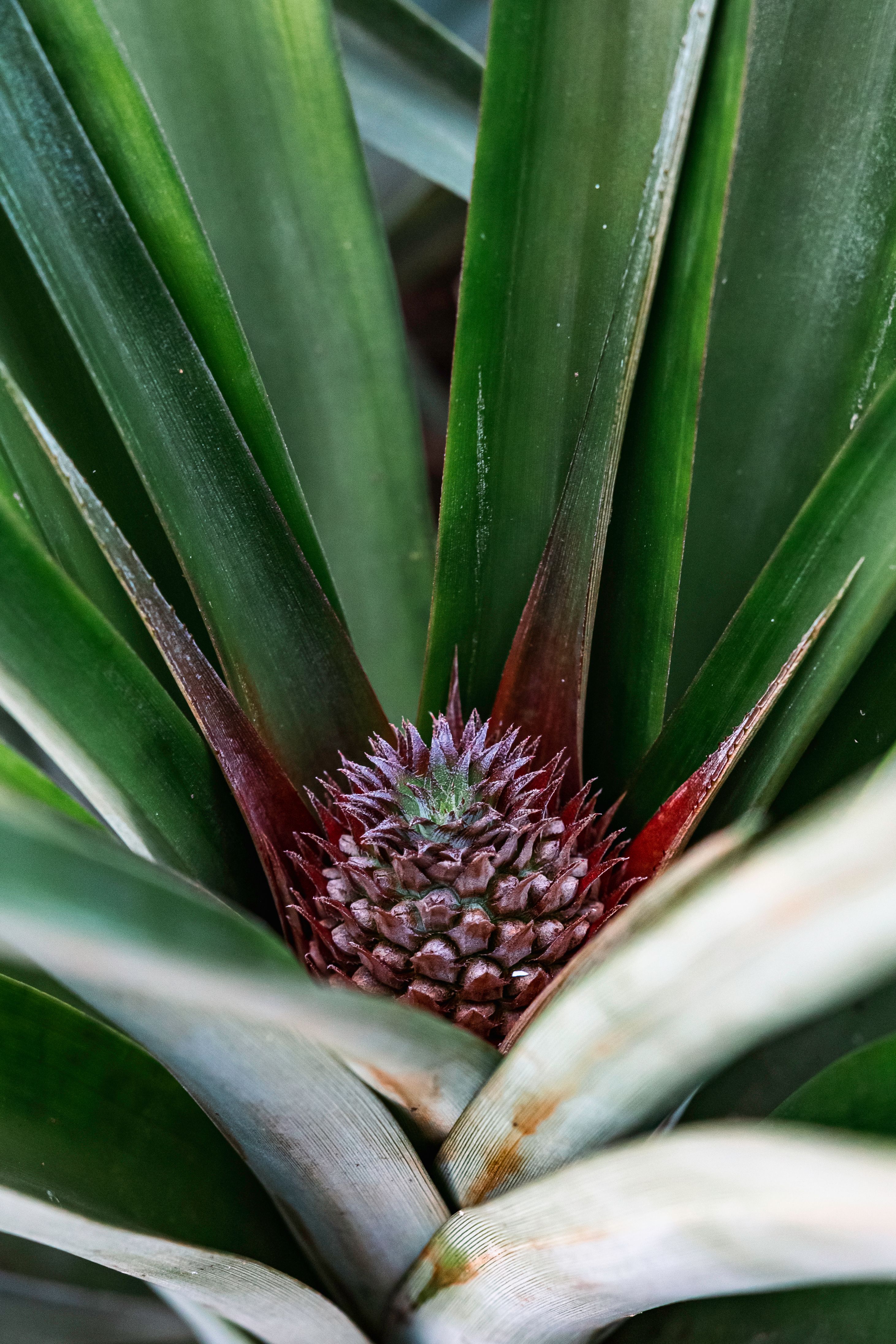 Selective Focus Photography of Green Pineapple Fruit · Free Stock Photo