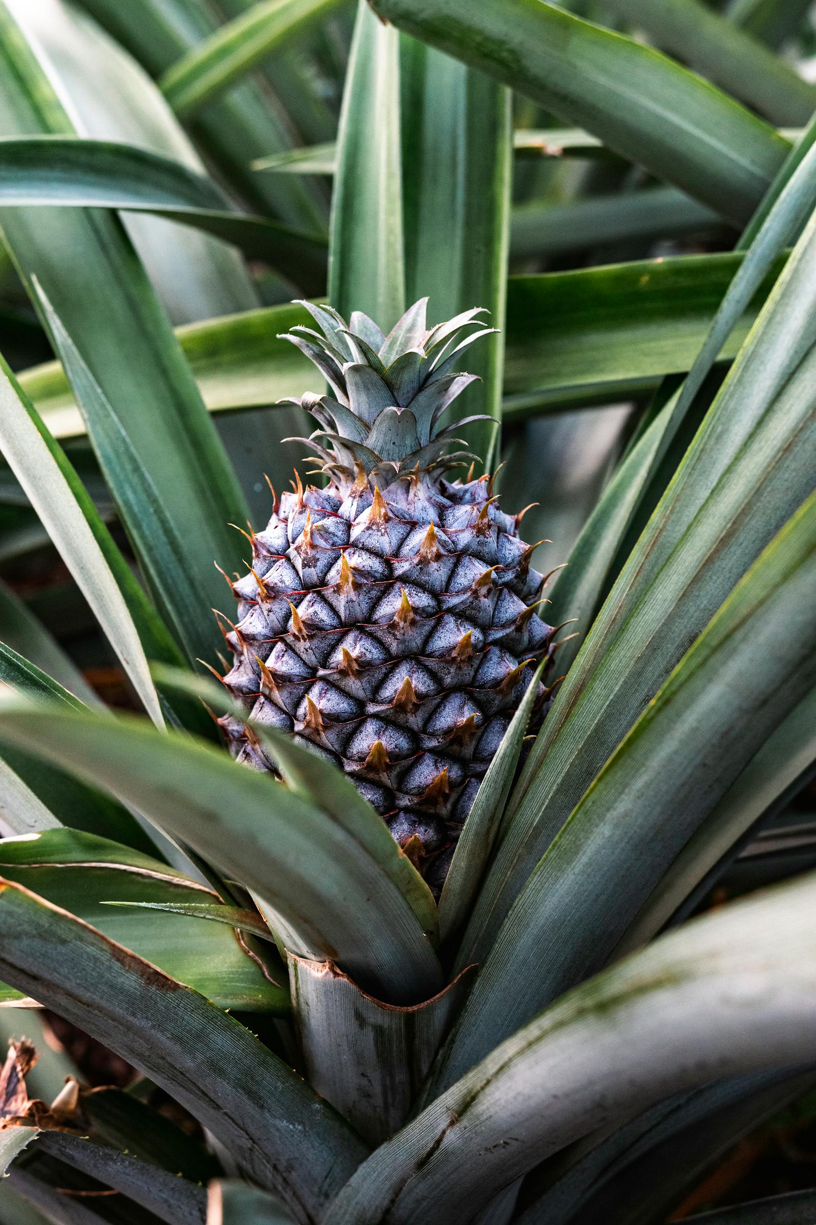 Azorean Pineapple Photos, Download The BEST Free Azorean Pineapple ...