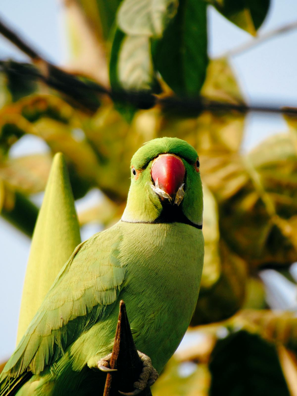Green Parrot Photos, Download The BEST Free Green Parrot Stock Photos ...