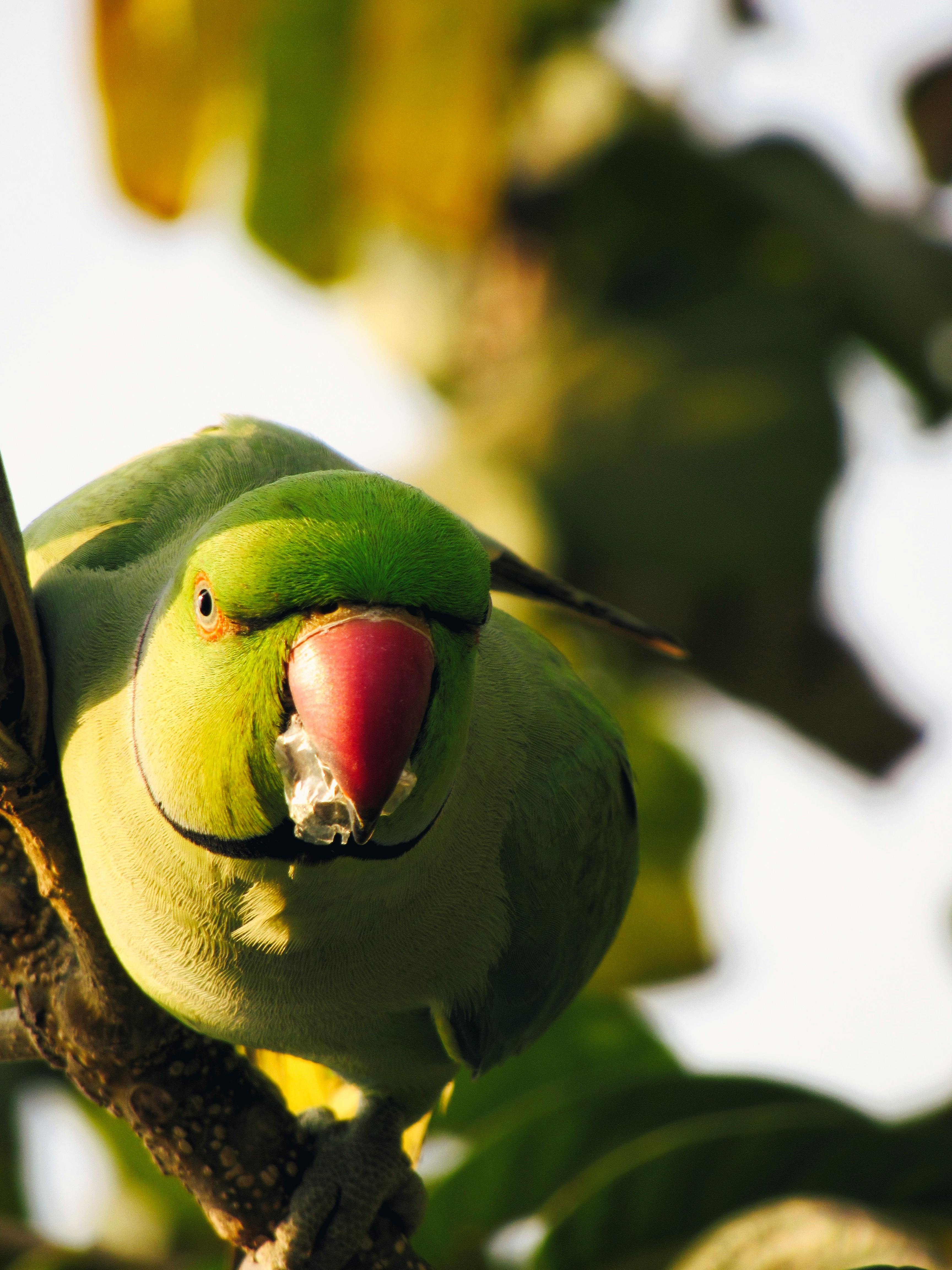 Rose-ring Parakeet · Free Stock Photo