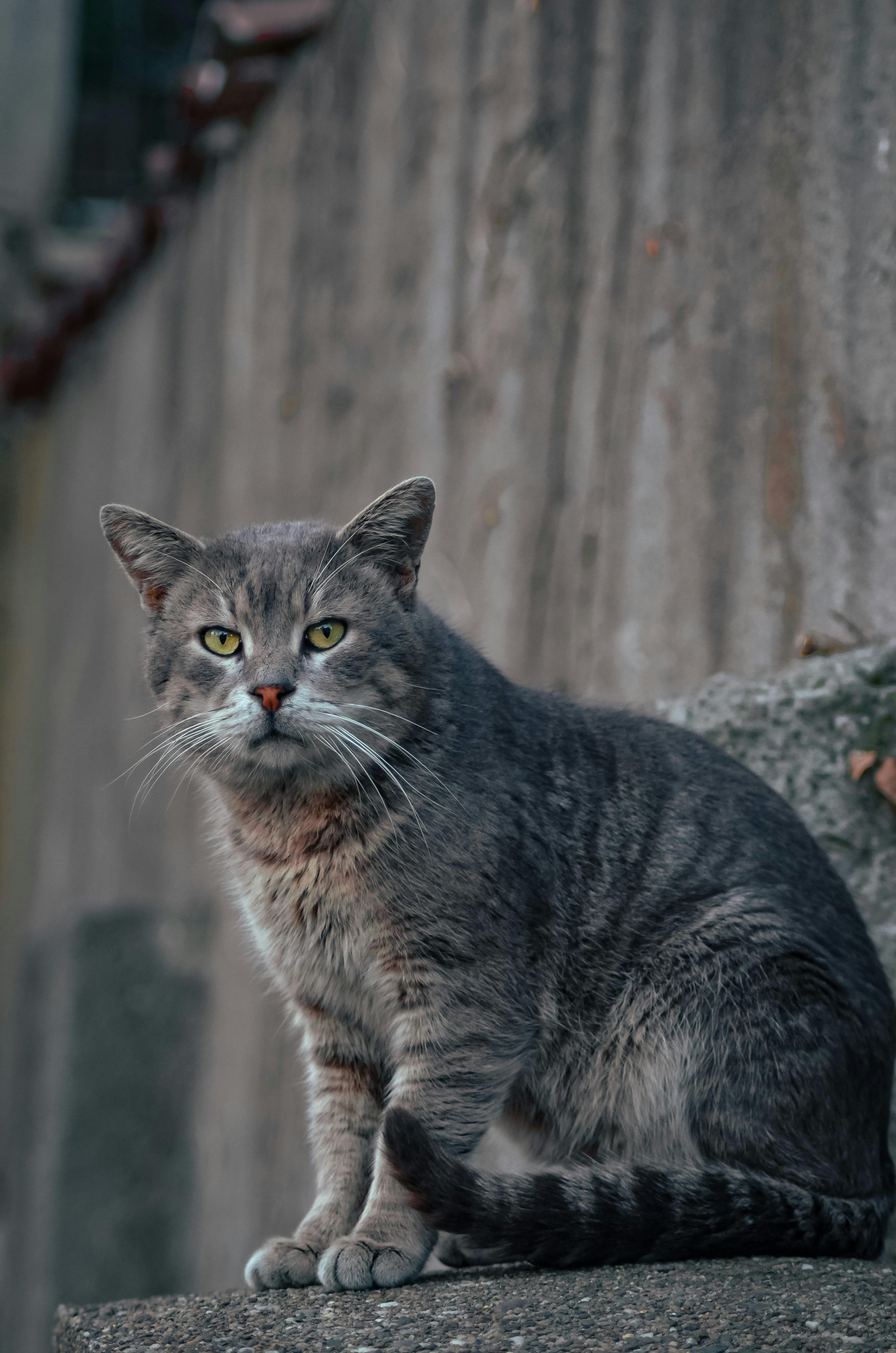 Gray Cat Sitting on a Stone · Free Stock Photo