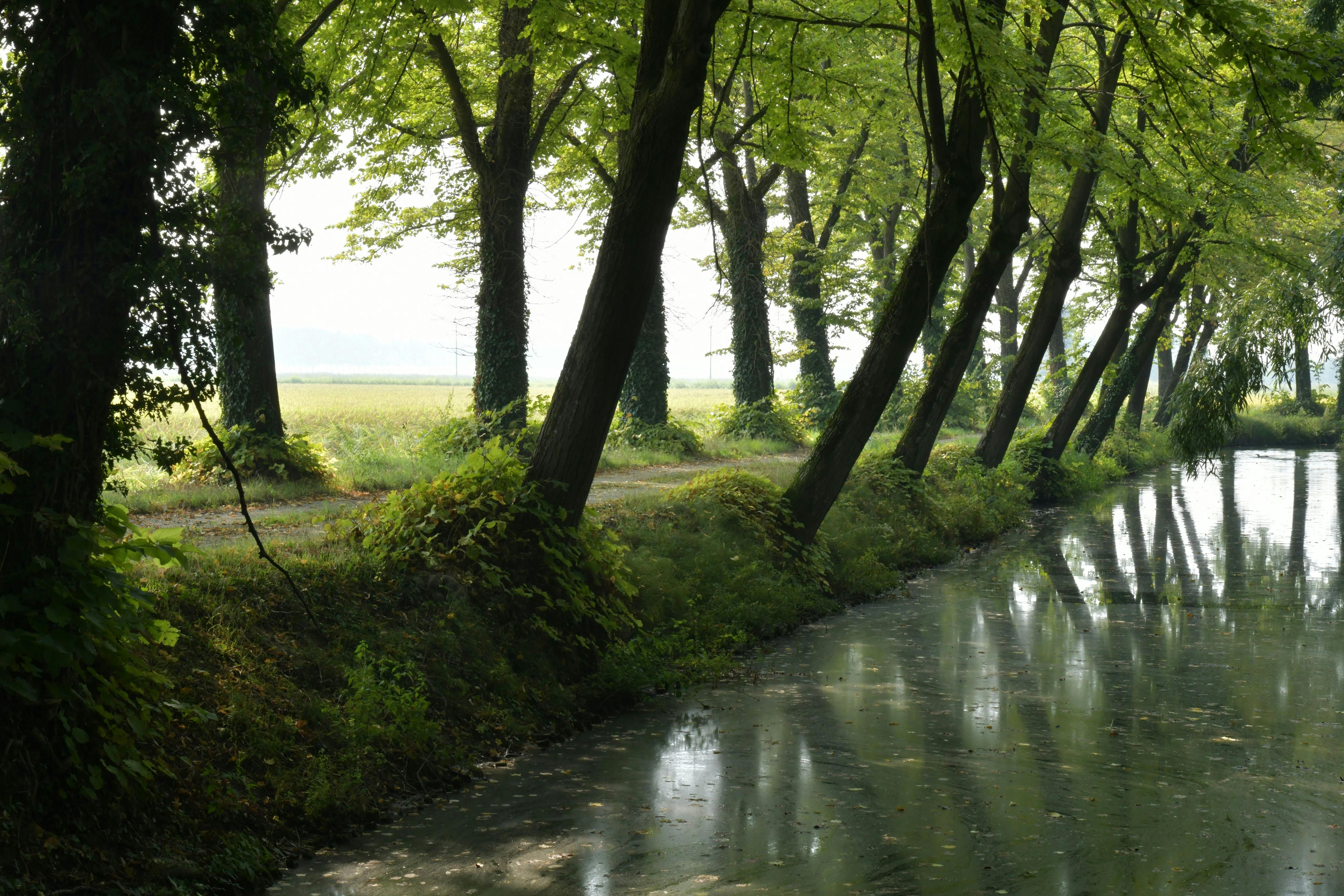 Free stock photo of country, path, pond