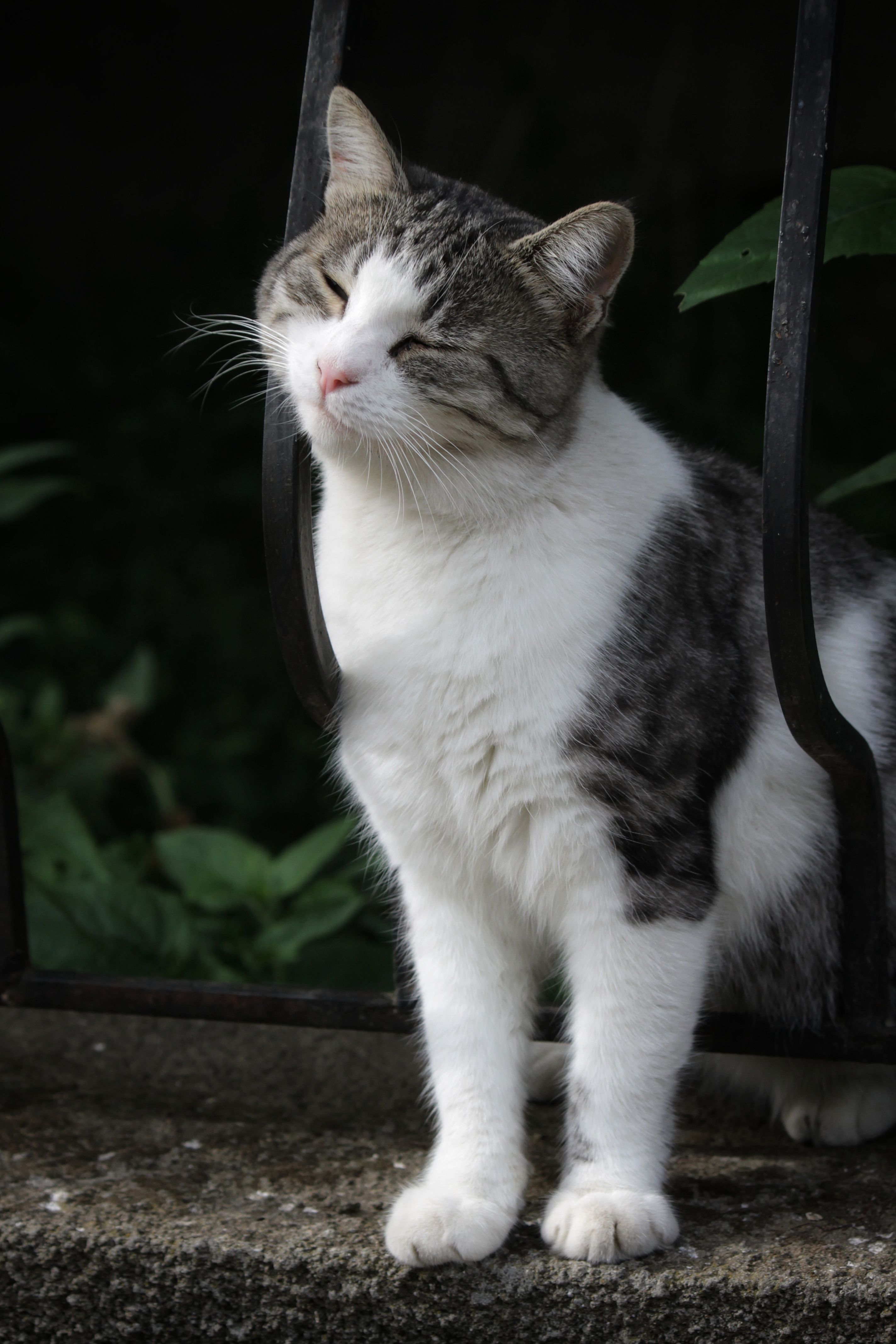 Cat Cute Photos, Download The BEST Free Cat Cute Stock Photos & HD Images