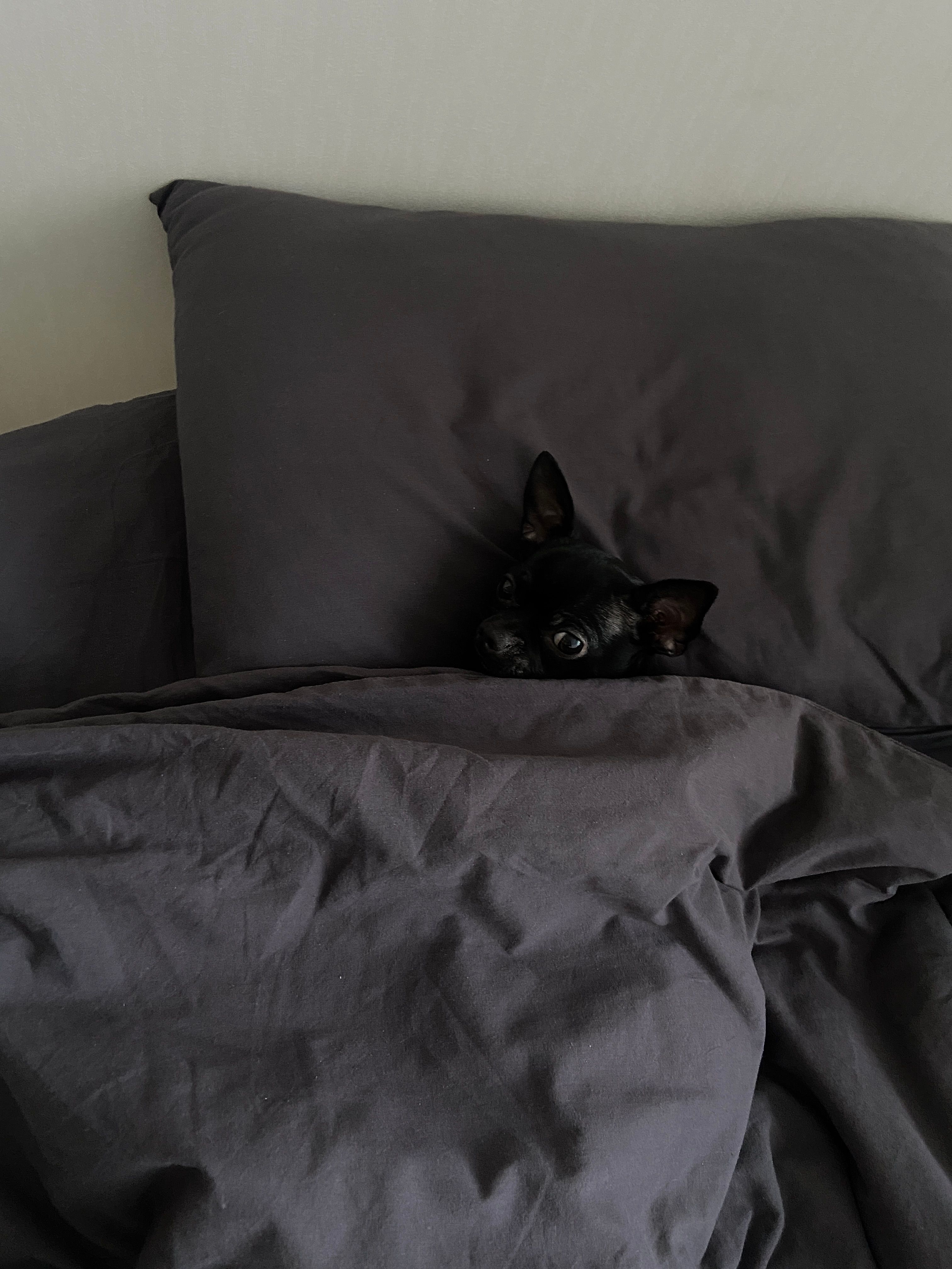 Small Black Dog Tucked in Bed · Free Stock Photo