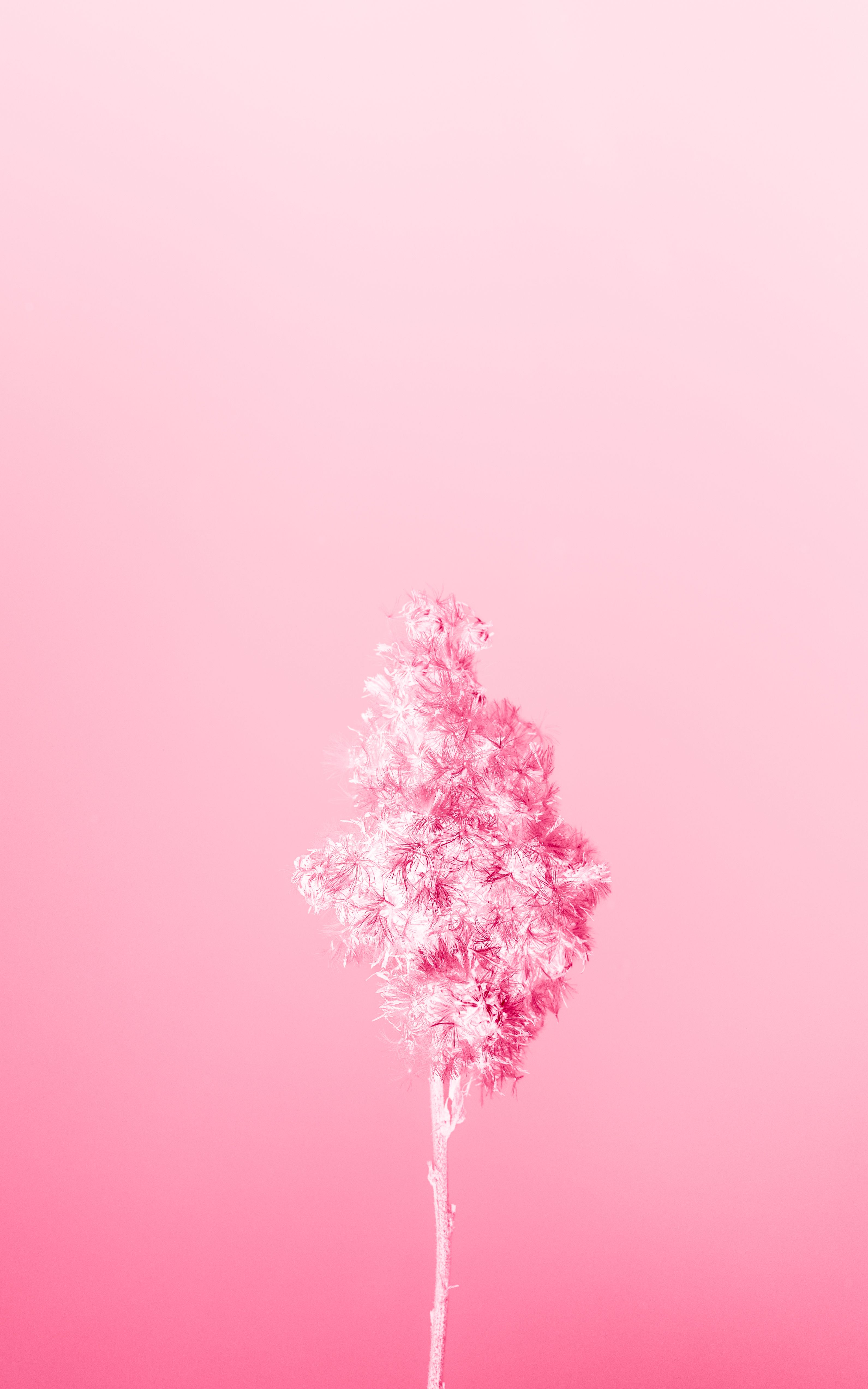 Shades of pink. · Free Stock Photo