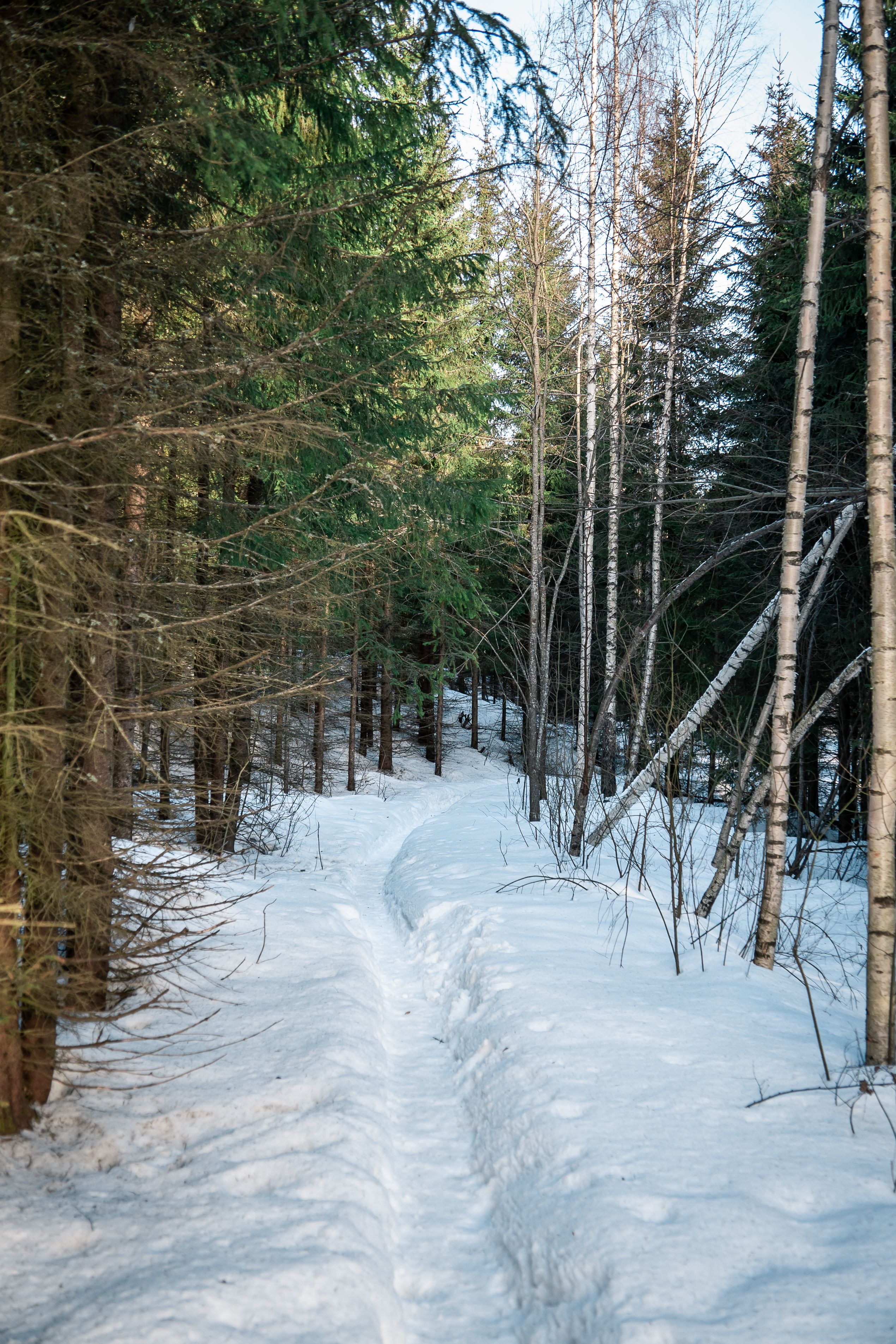 Snow in Forest · Free Stock Photo
