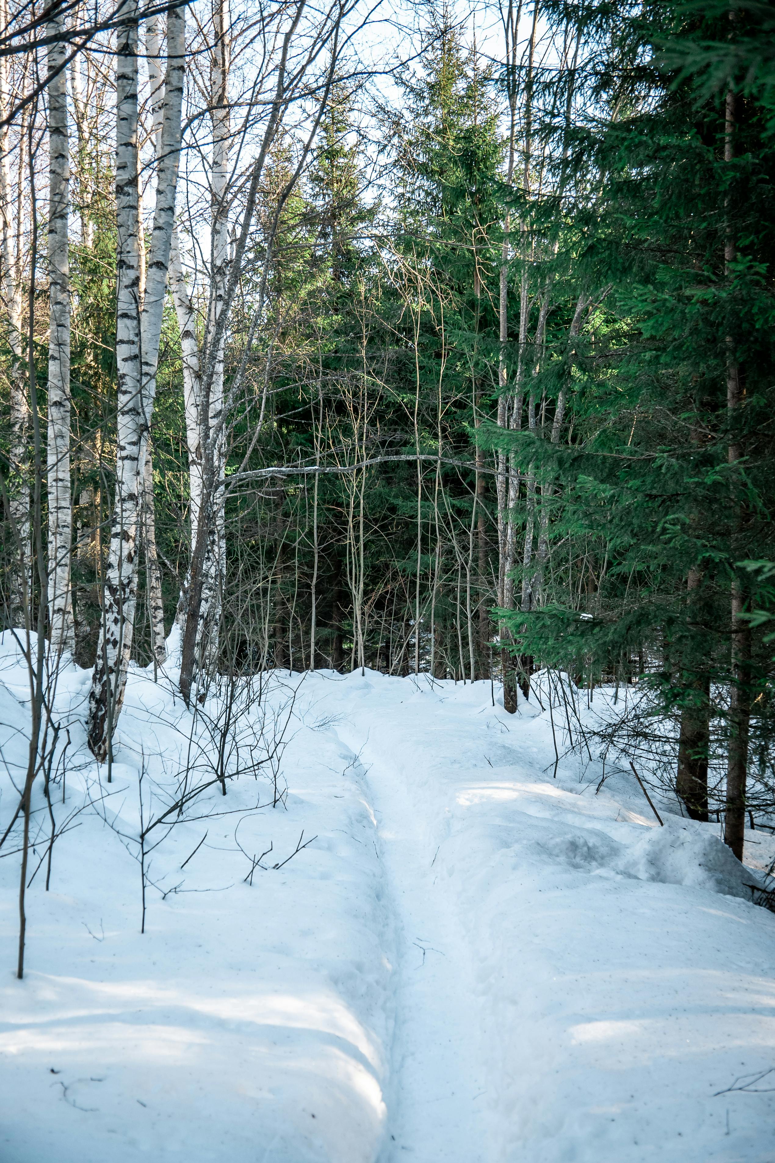 Birch Snow Forest Photos, Download The BEST Free Birch Snow Forest ...