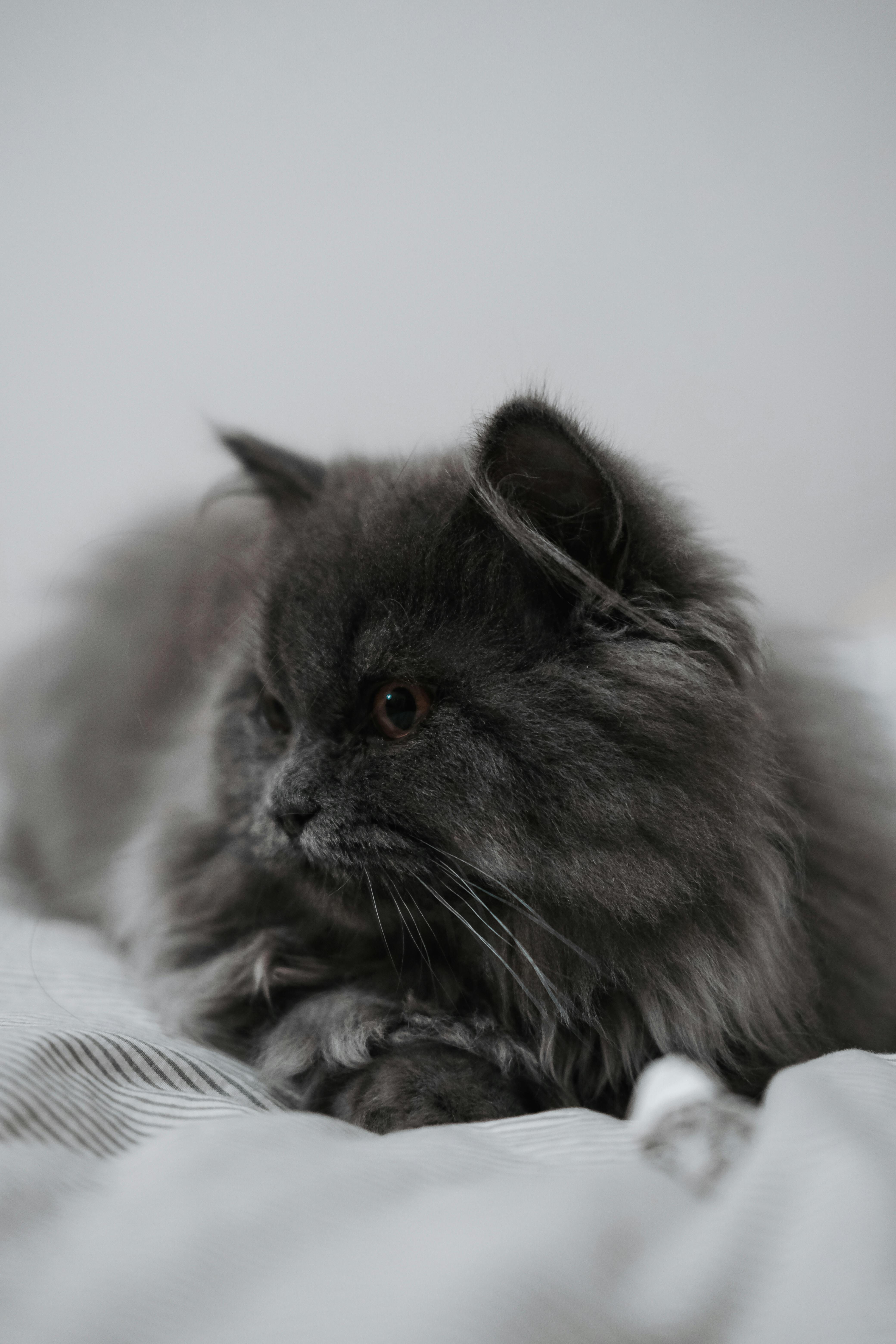 Foto stok gratis tentang #dalam, abu, anak kucing, anak kucing yang ...