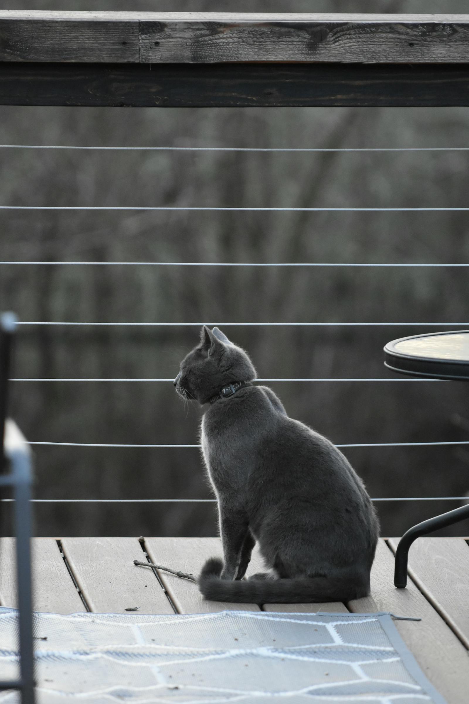 Cat Side Profile Photos, Download The BEST Free Cat Side Profile Stock ...