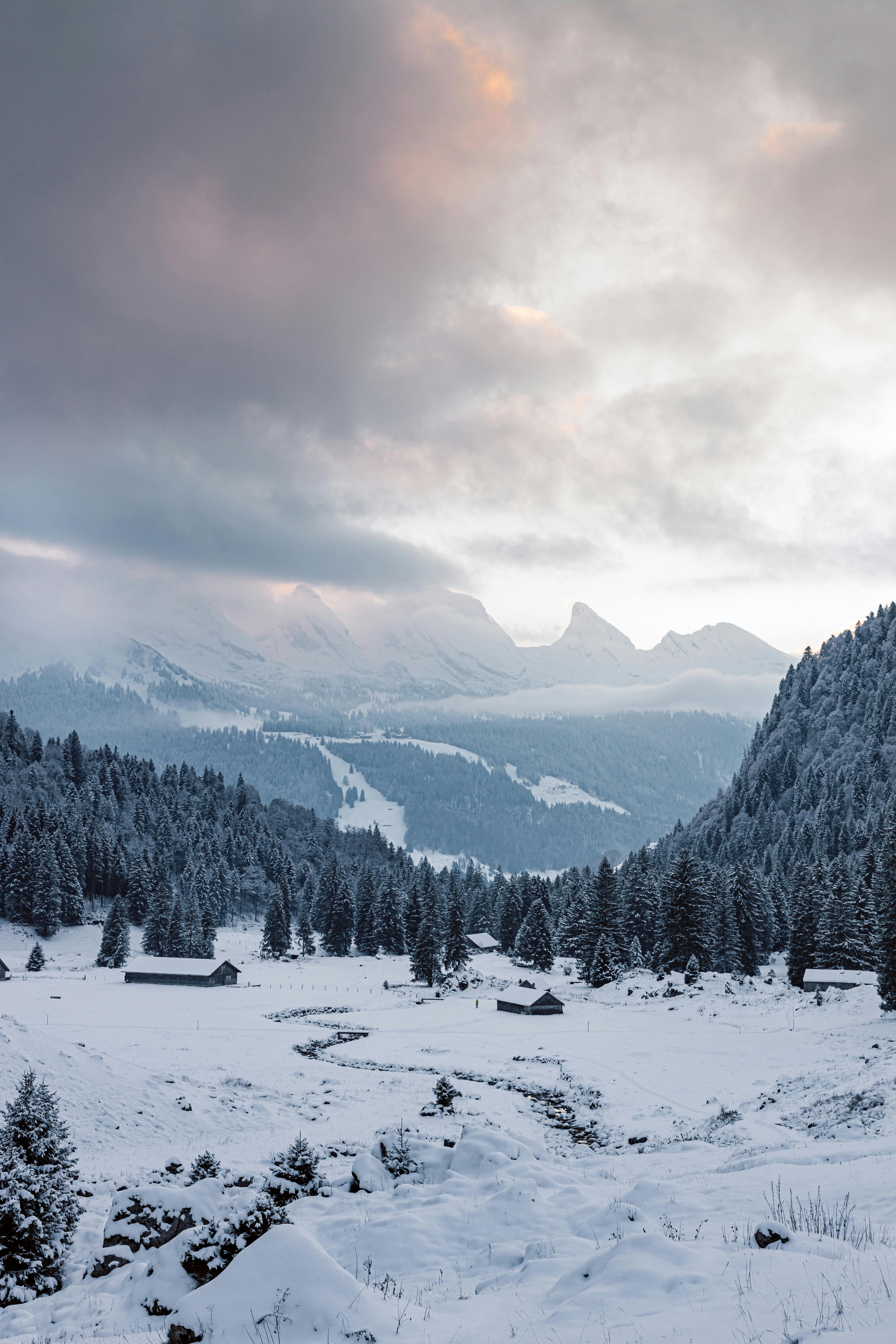 Coniferous Trees in a Mountain Valley in Winter · Free Stock Photo