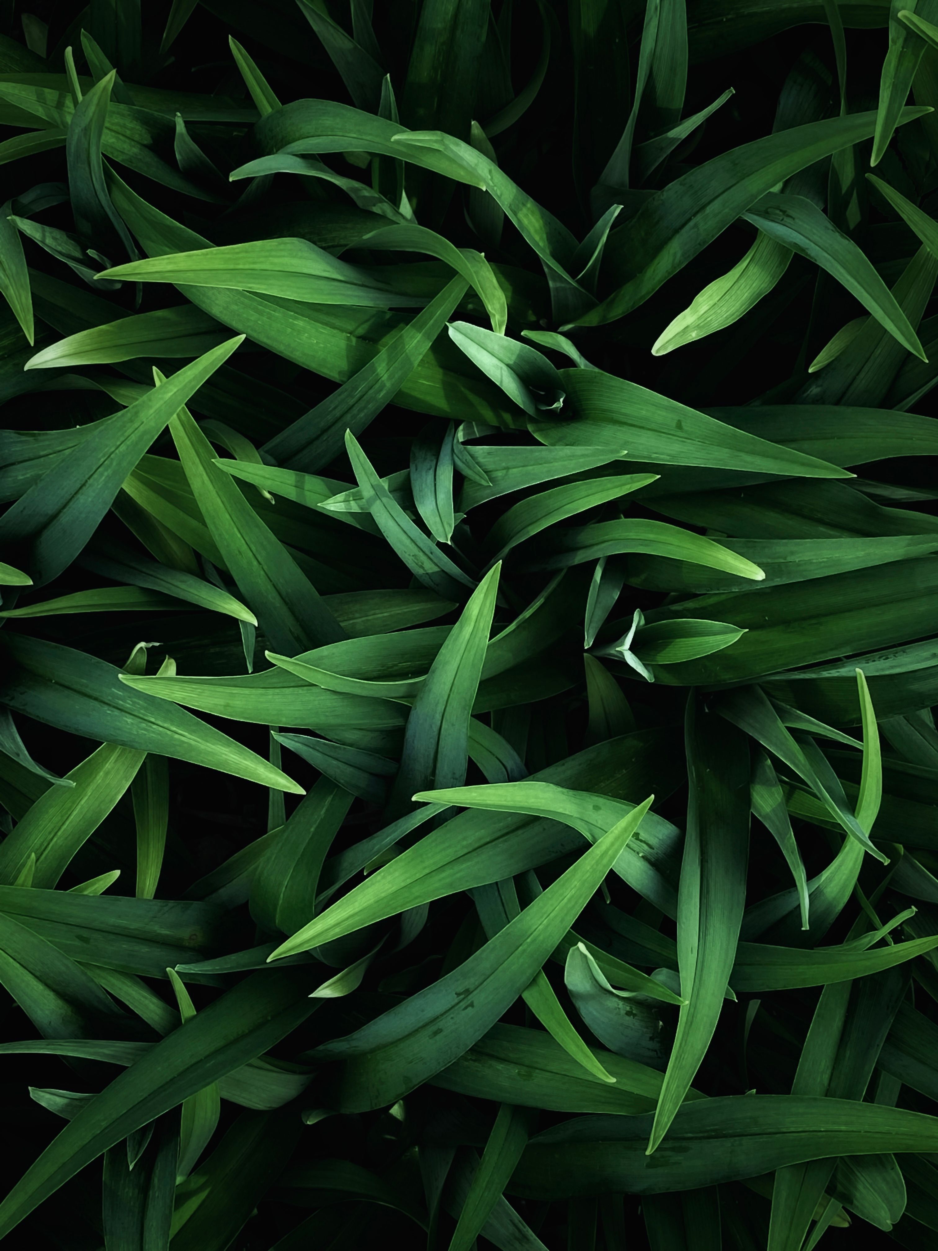 Close Up Photo of Wheat Plant · Free Stock Photo