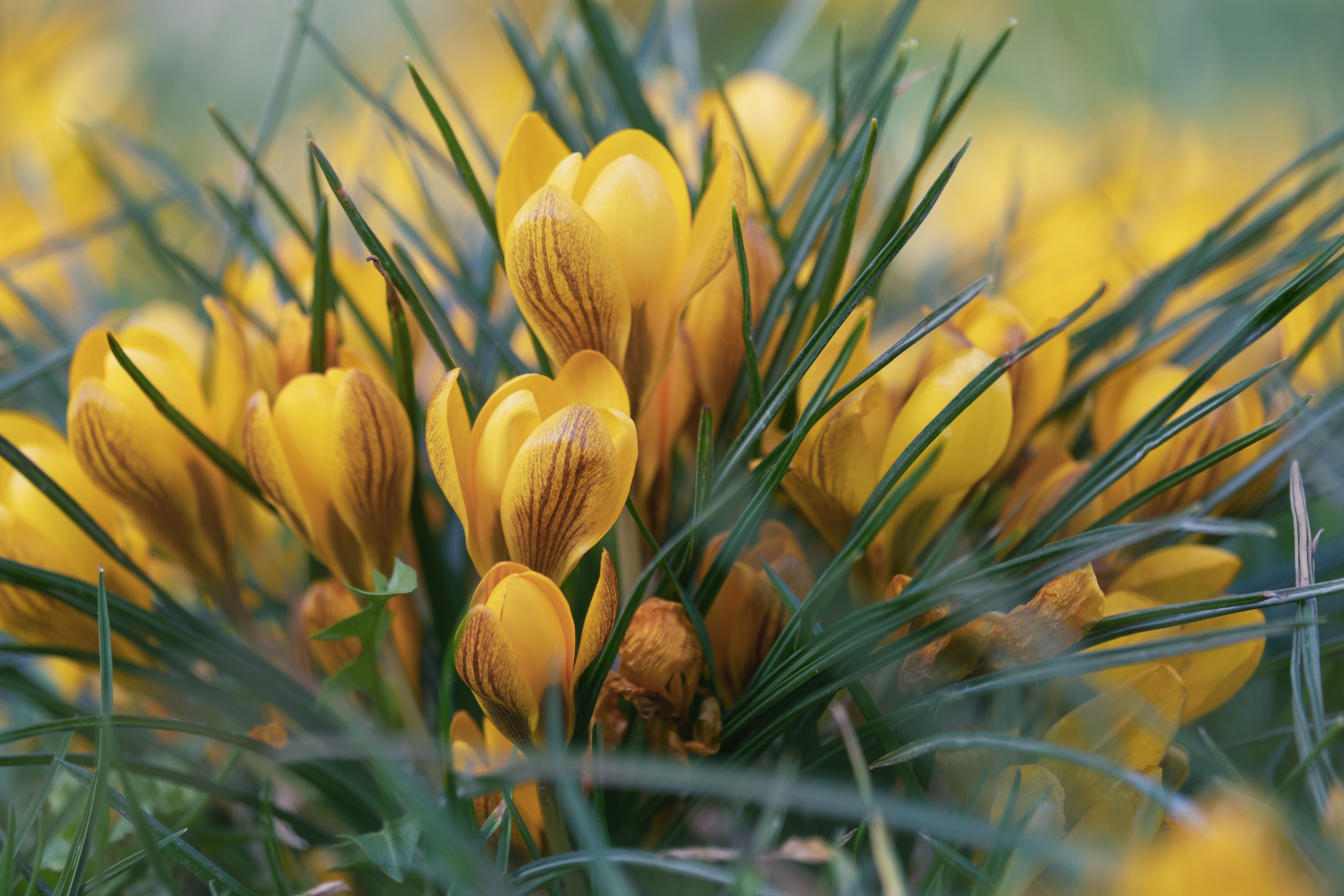 Yellow Petals in the Air Near Black Background · Free Stock Photo