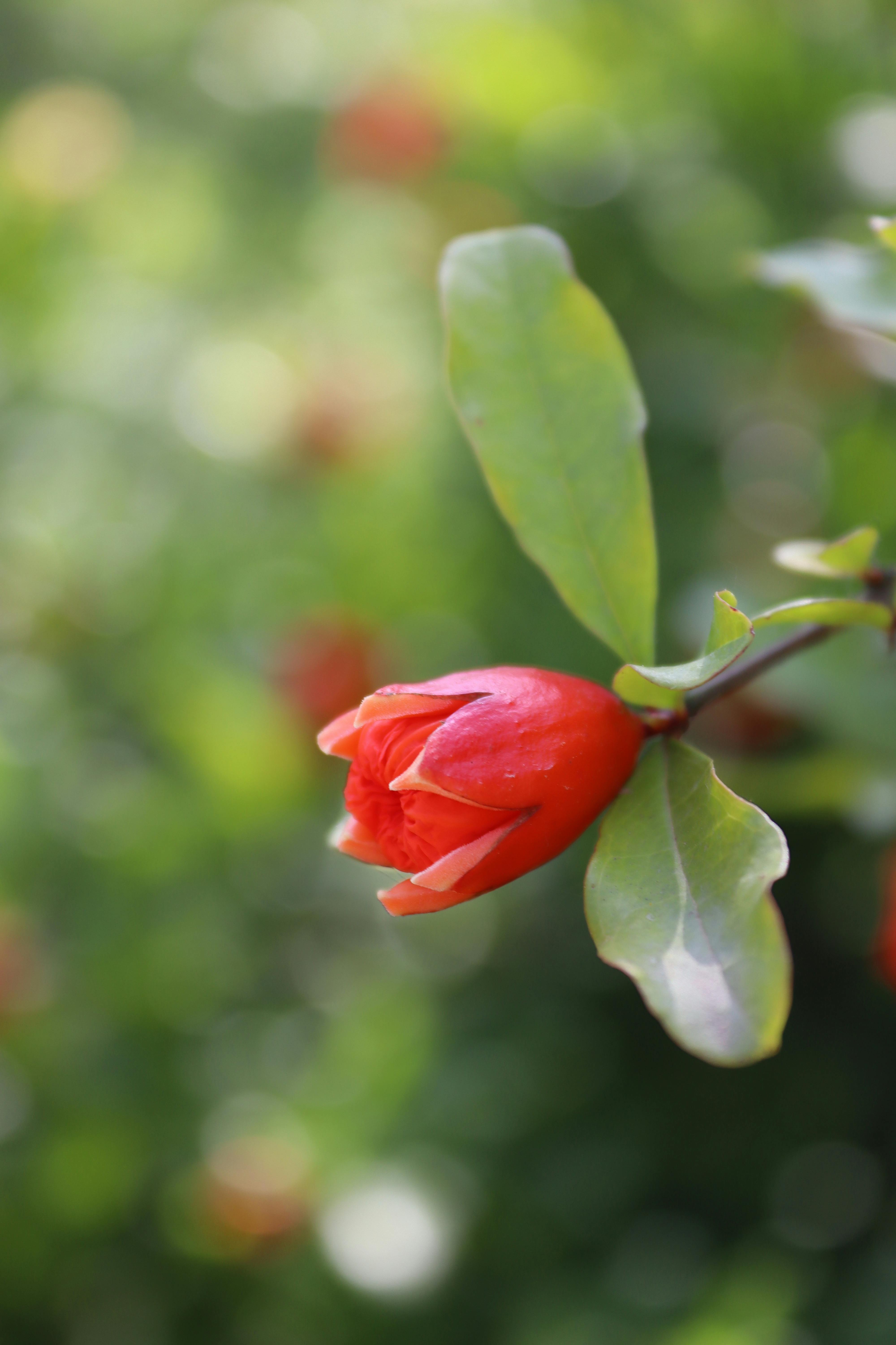 Close-up of a Red Flower Bud · Free Stock Photo