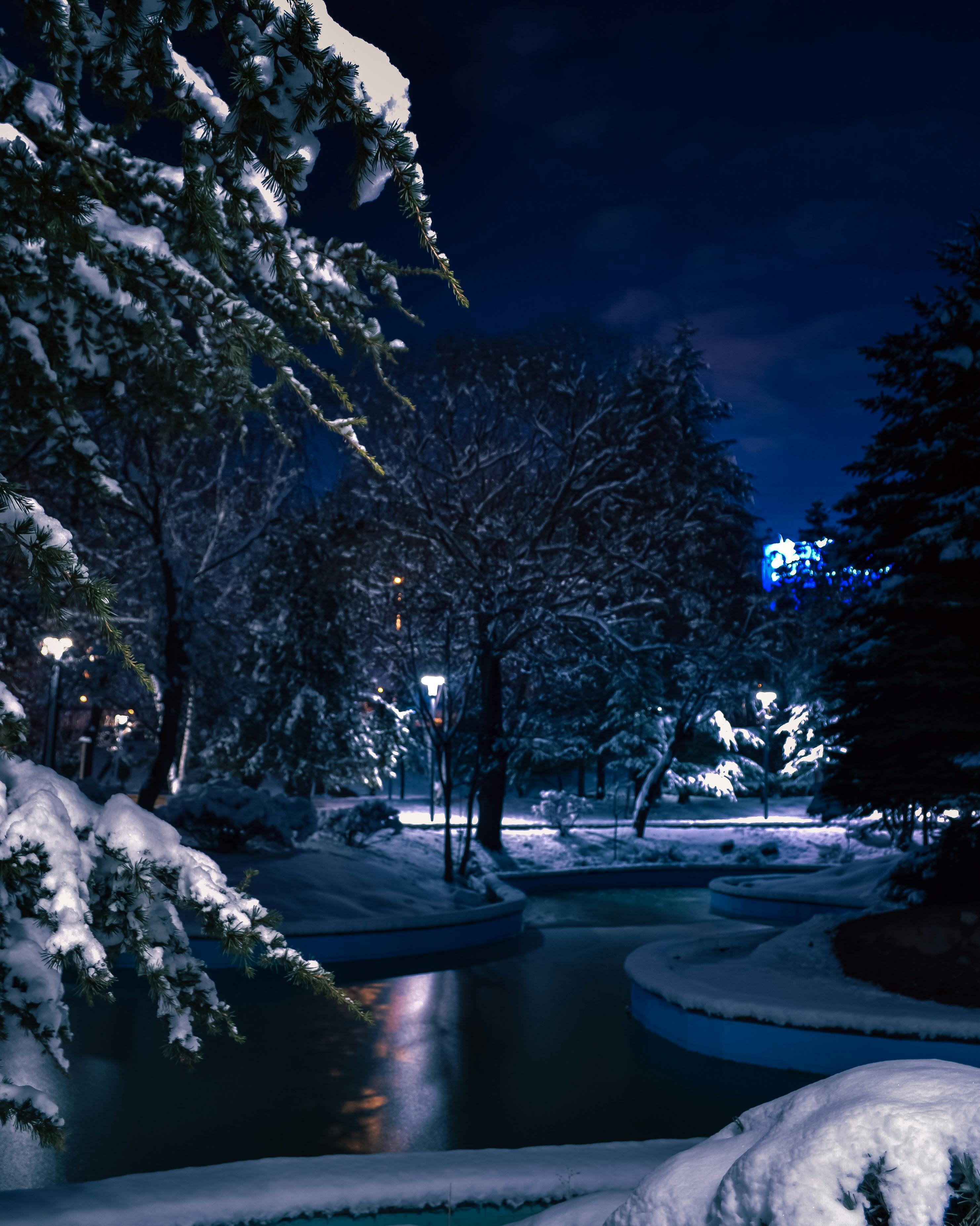 Snow Falling on Trees · Free Stock Photo