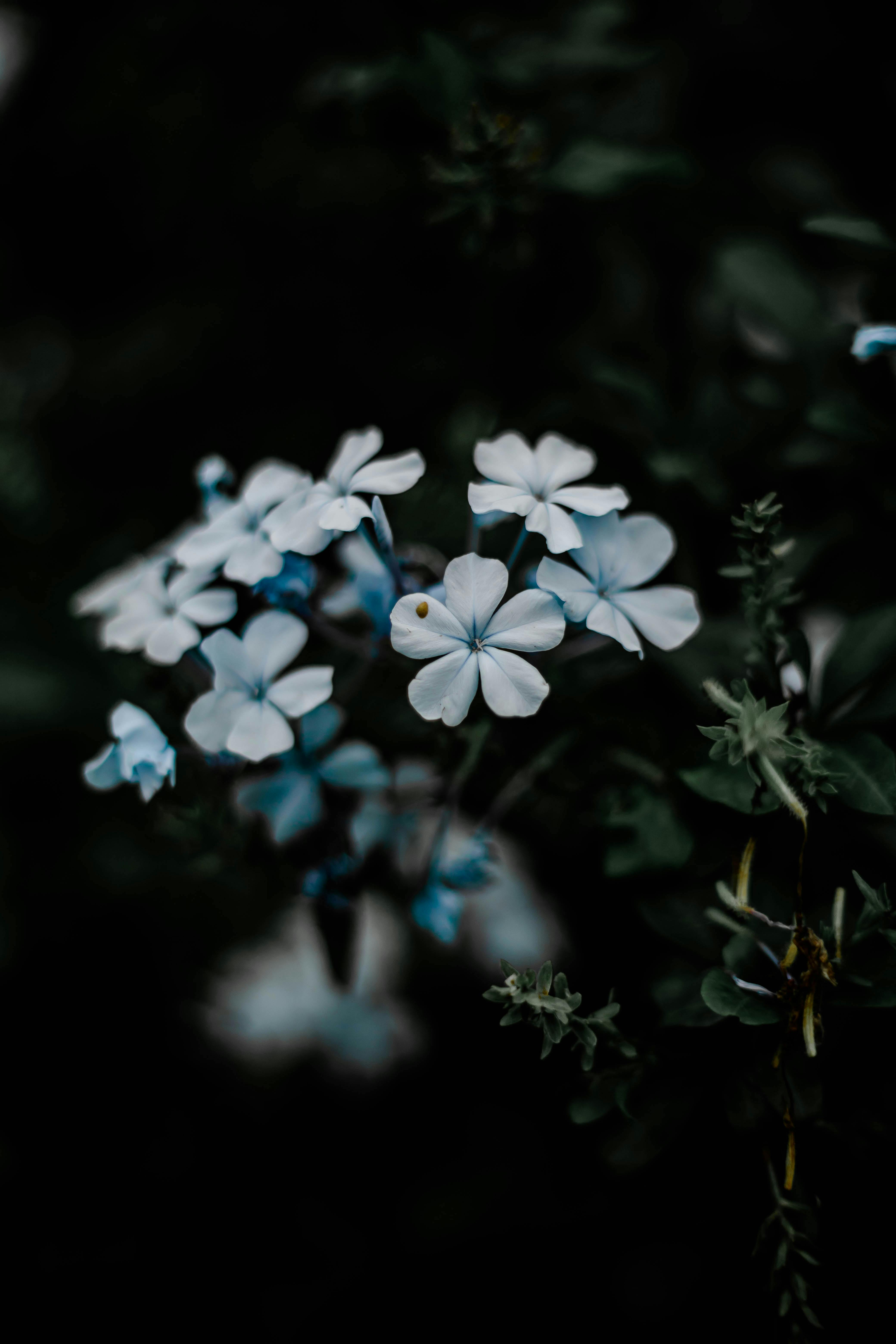 Blooming Delicate Flowers · Free Stock Photo