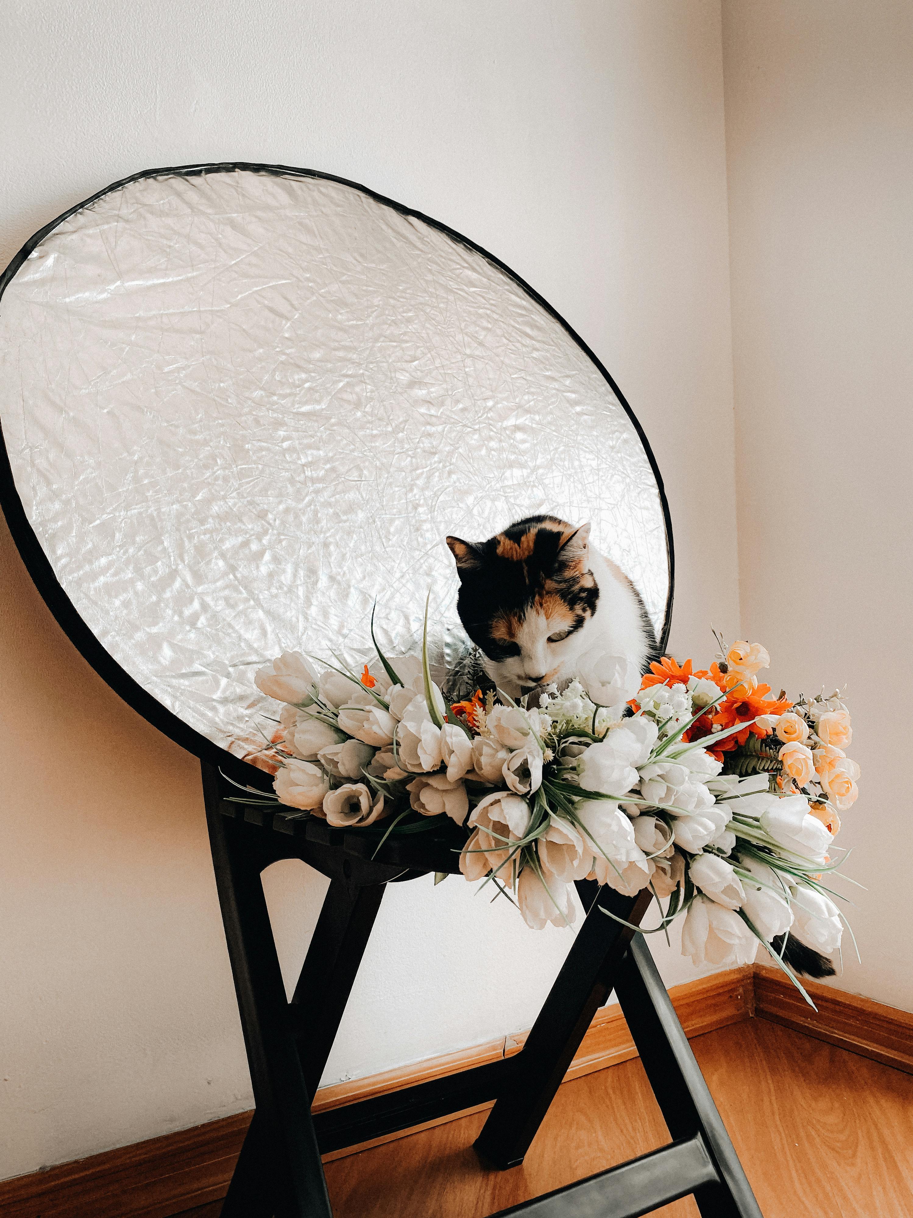 Cat Distemper Virus Photos, Download The BEST Free Cat Distemper Virus ...