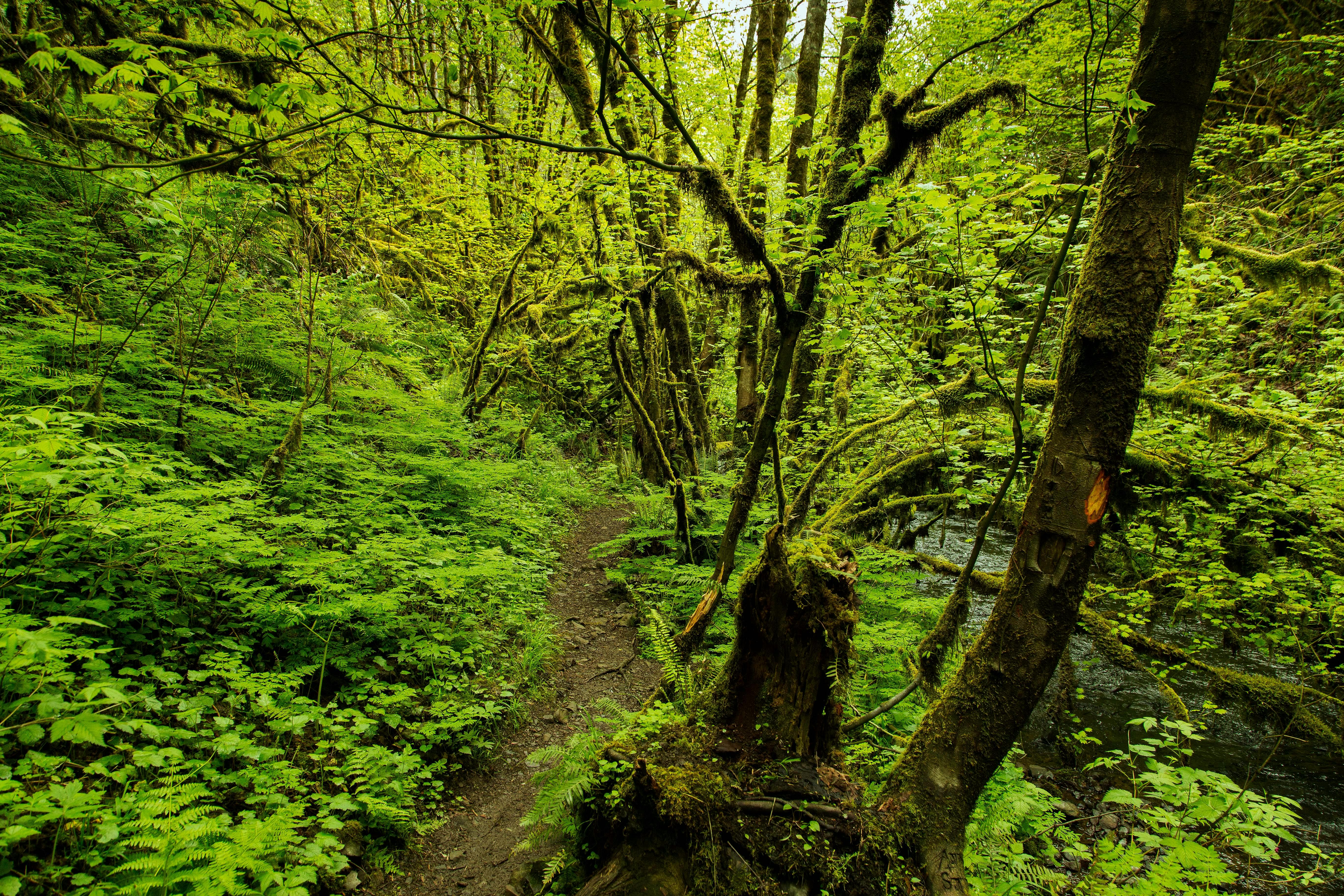 Foto stok gratis tentang alam, alam liar, alami, bagus, bentangan ...