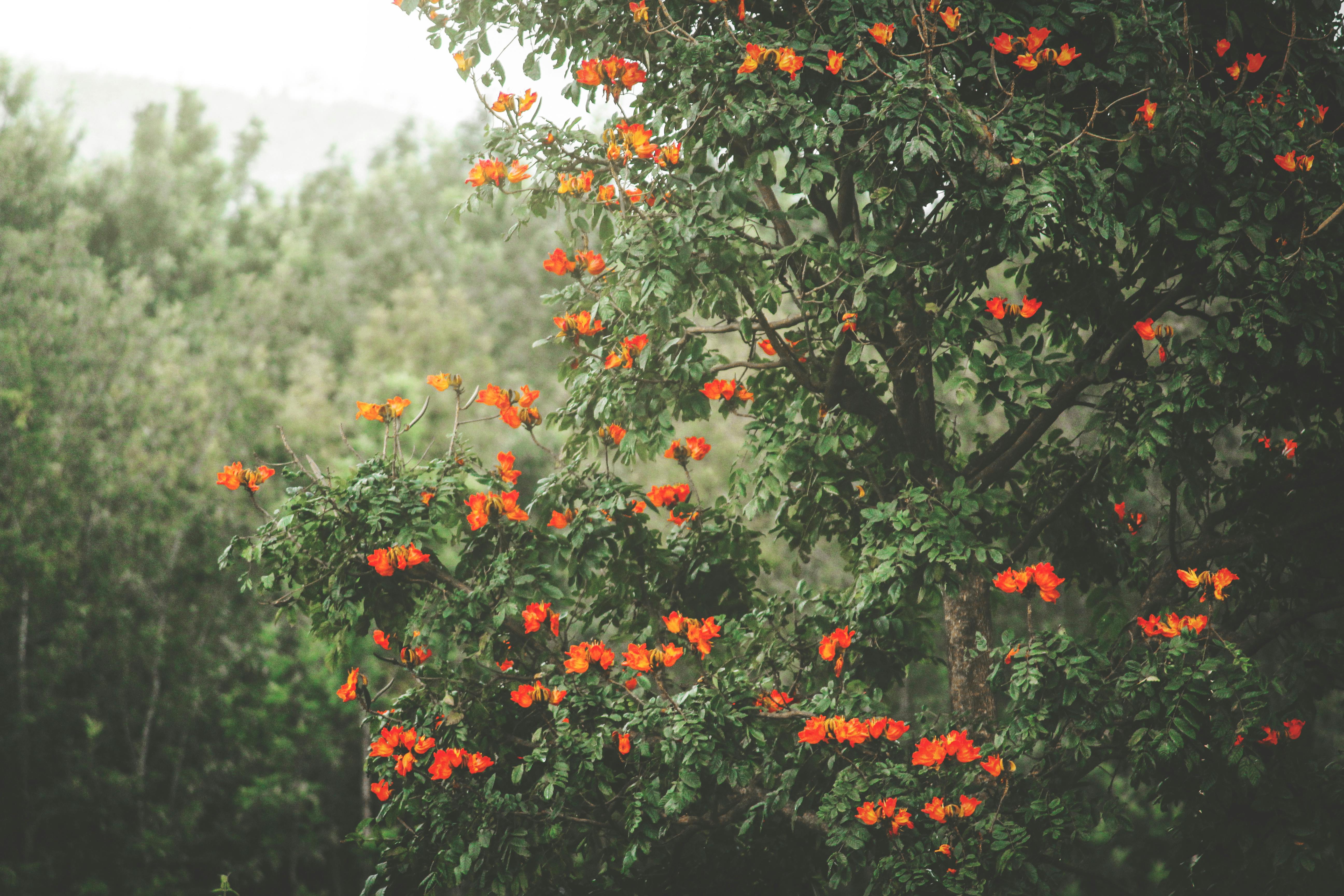 Photo of Tree With Flowers · Free Stock Photo