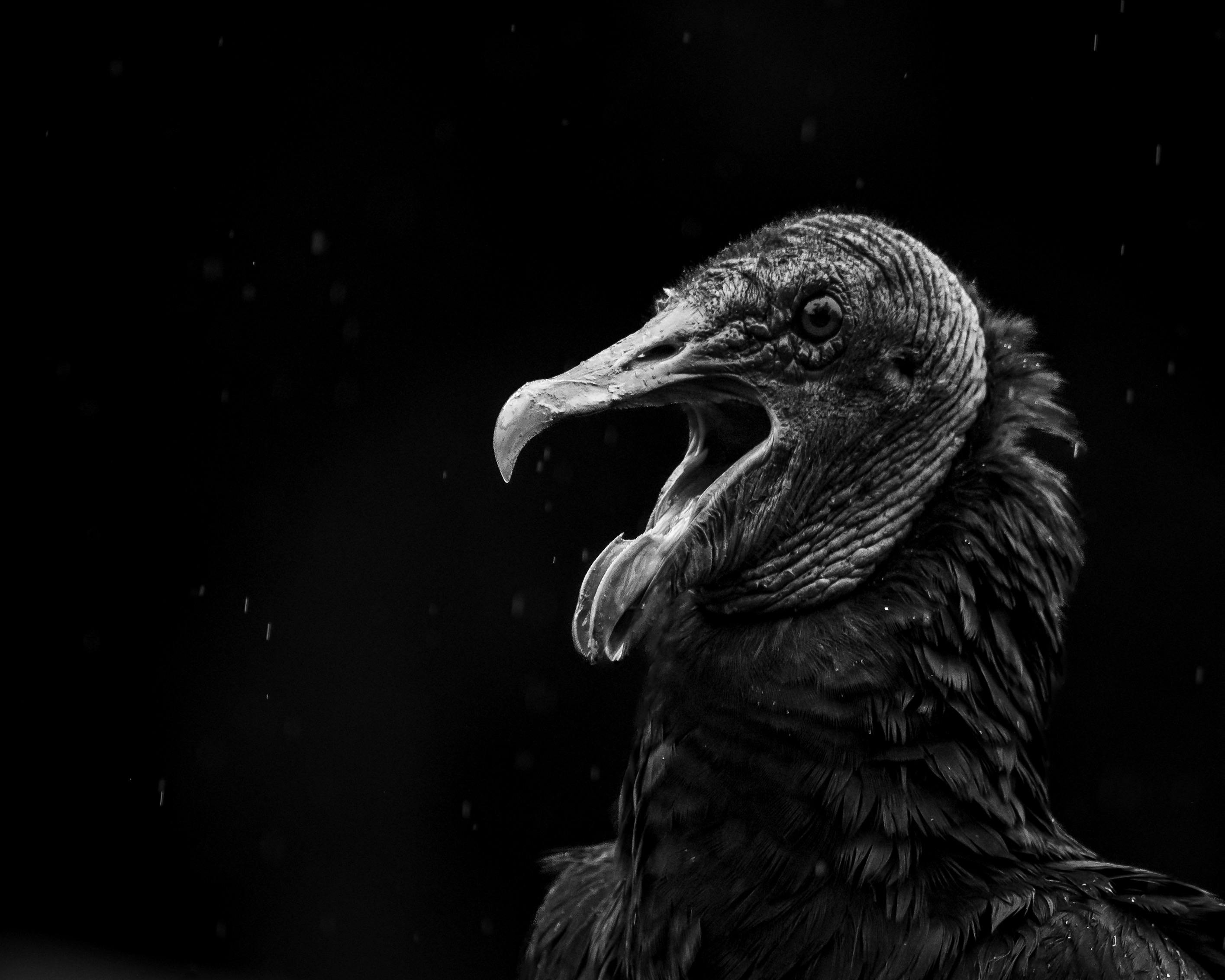 Animal Praying Photos, Download The BEST Free Animal Praying Stock ...