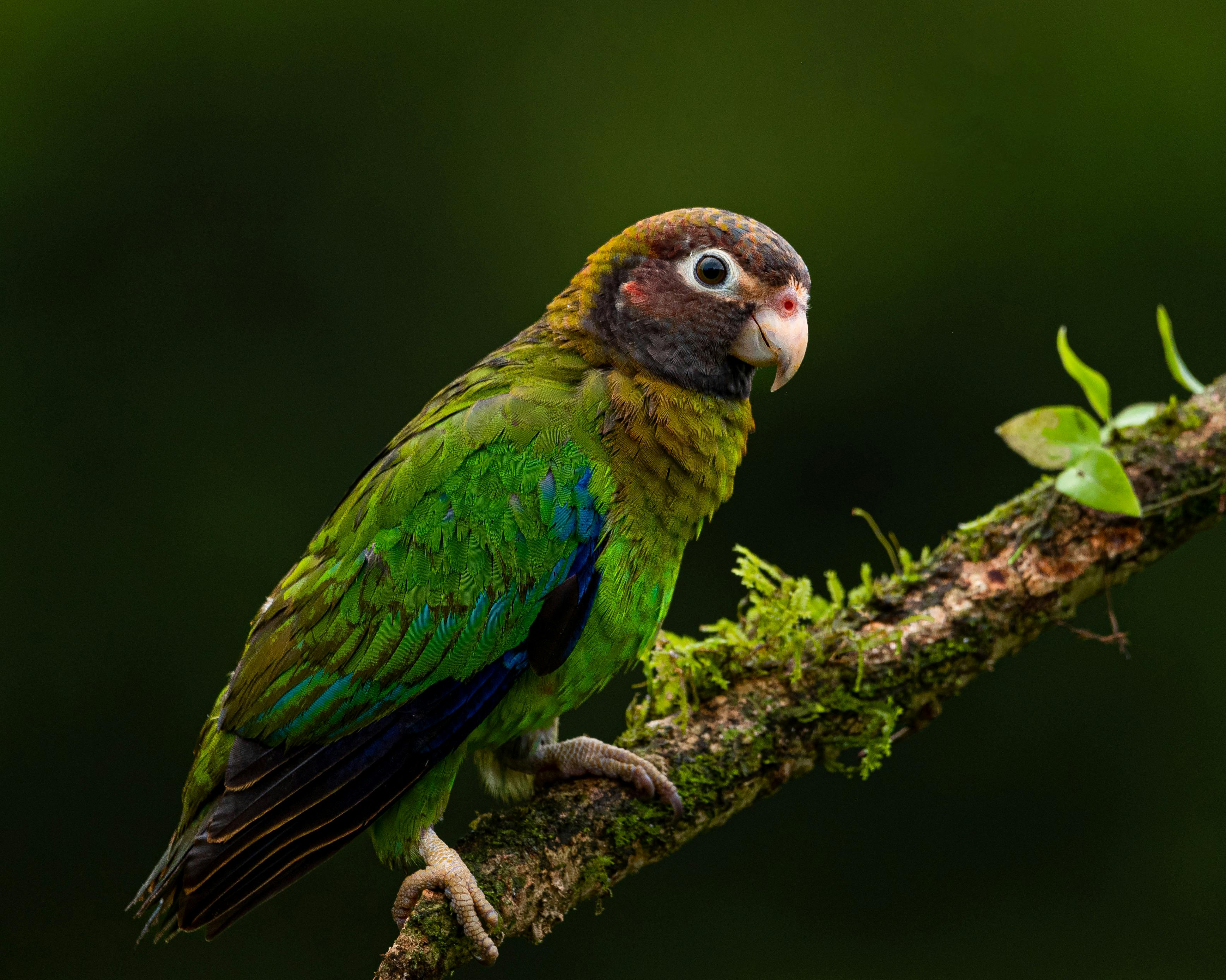 Parrot on Branch · Free Stock Photo