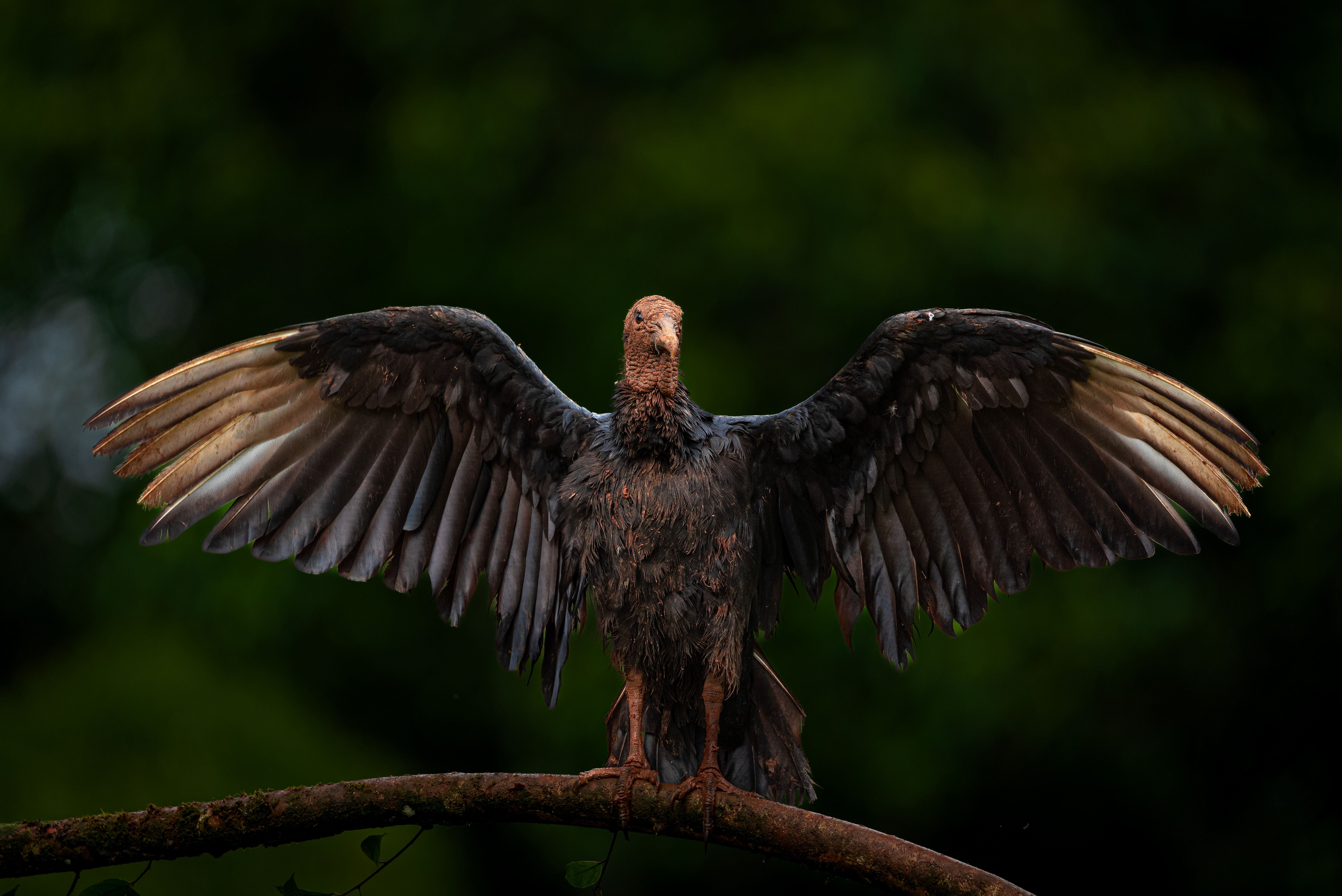 Close up of Condor · Free Stock Photo