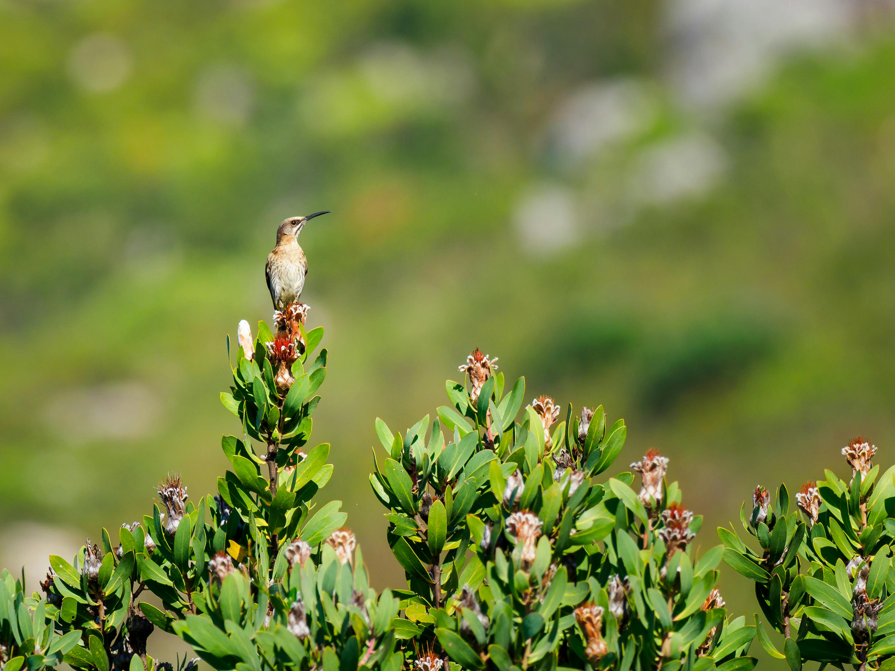 Designing a Native Plant Landscape for a Greener Tomorrow