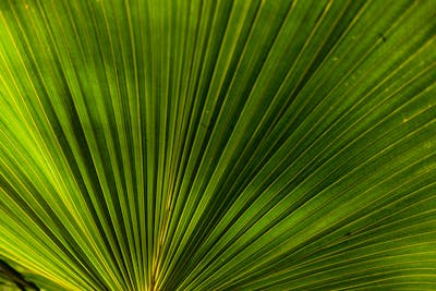 Cassava Leaf Photos, Download The BEST Free Cassava Leaf Stock Photos ...