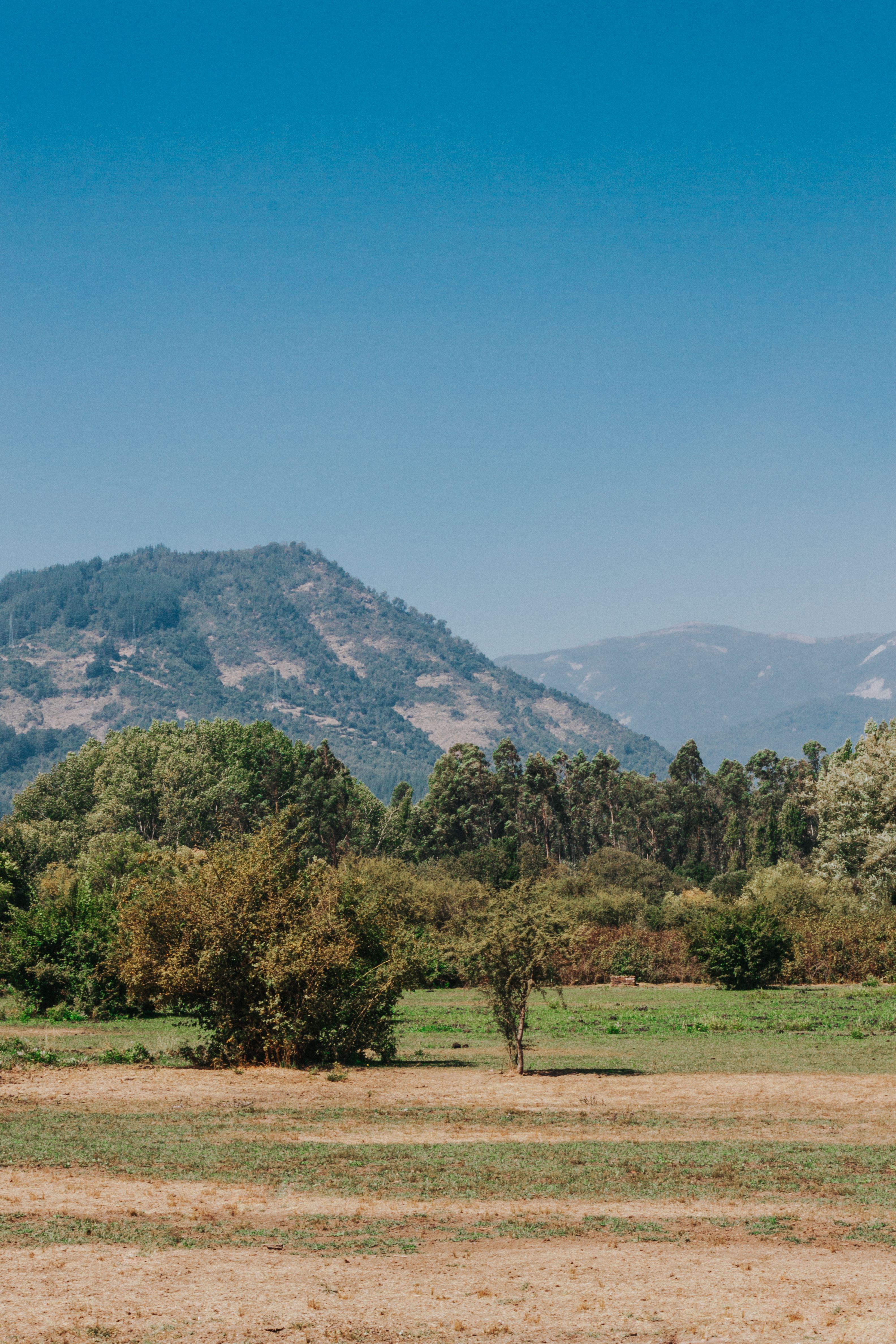 Green Trees and Hill behind in Countryside · Free Stock Photo