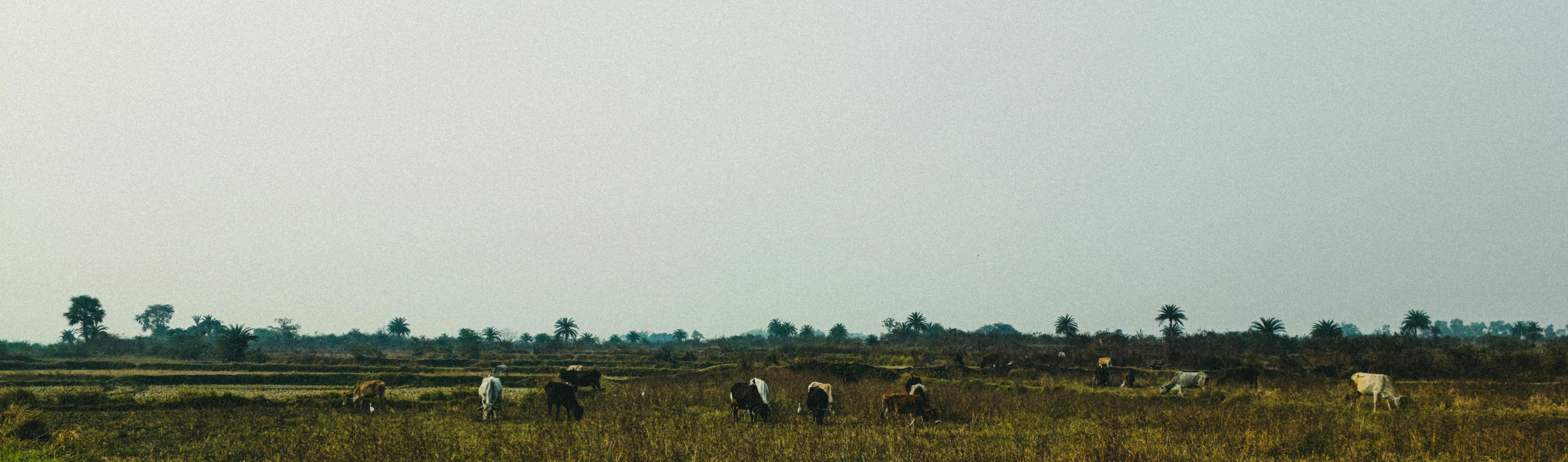 Marshall Hembram - Photography